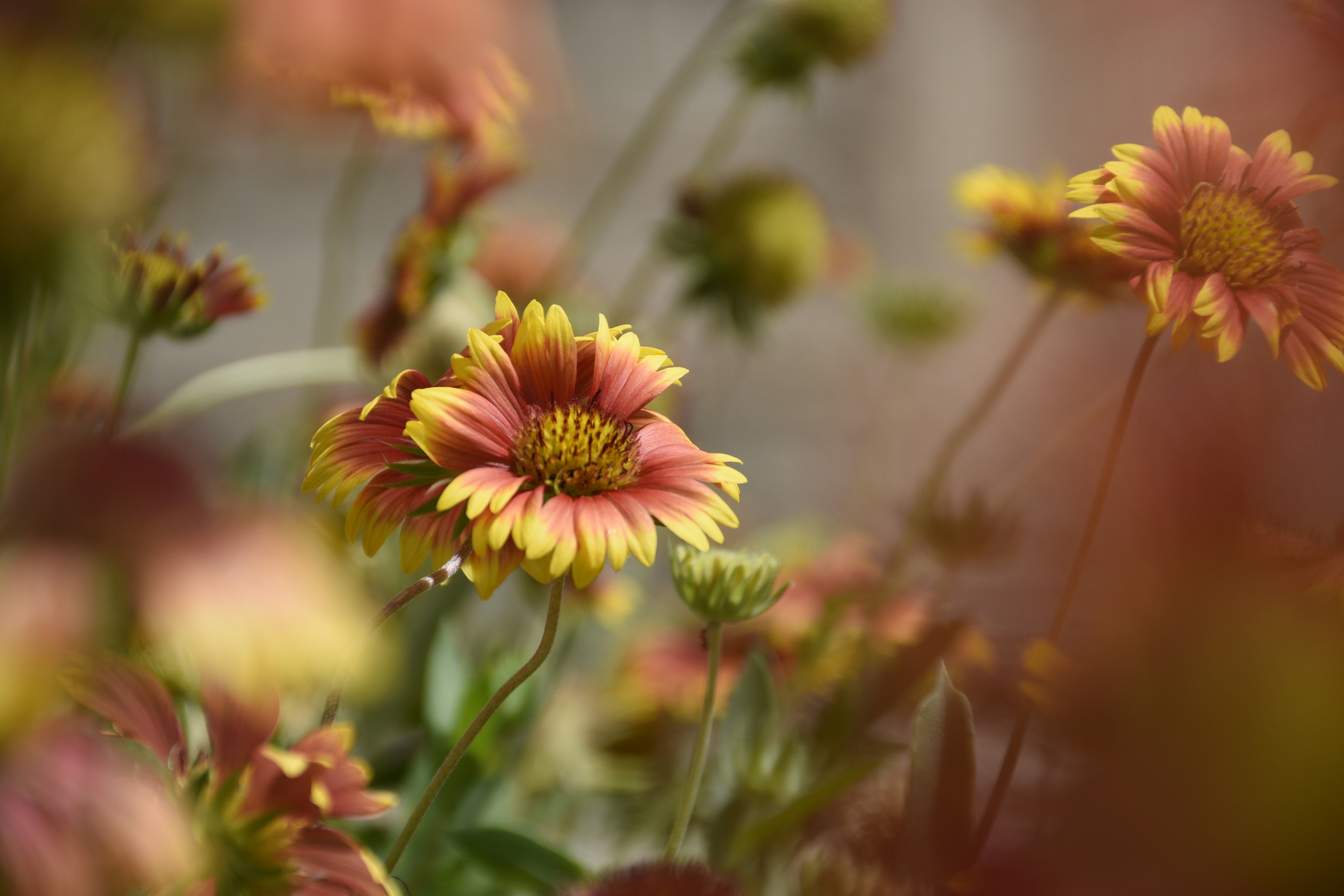 Close-up of red and yellow wildflowers in bloom
