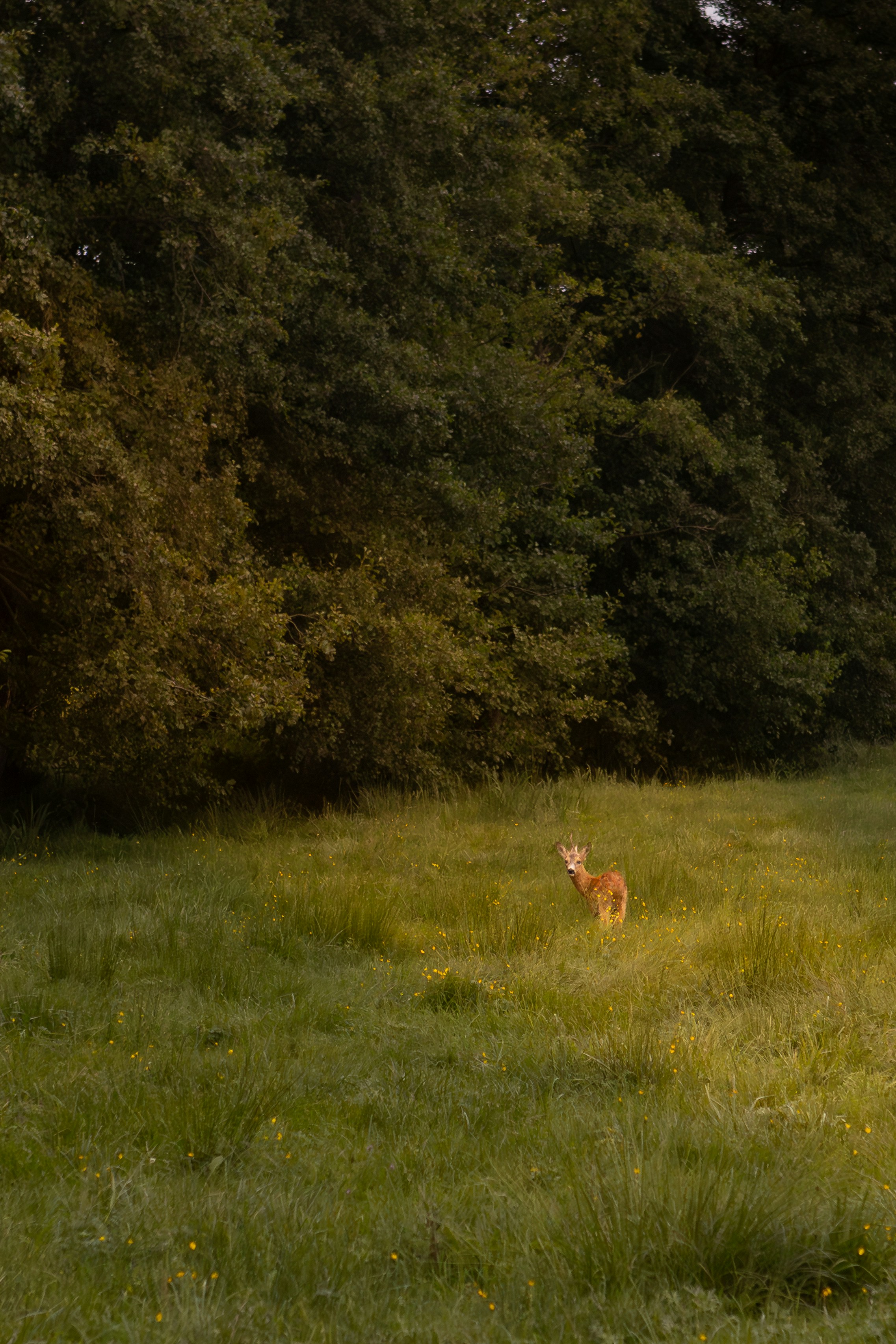 A deer stands in a grassy field near trees.