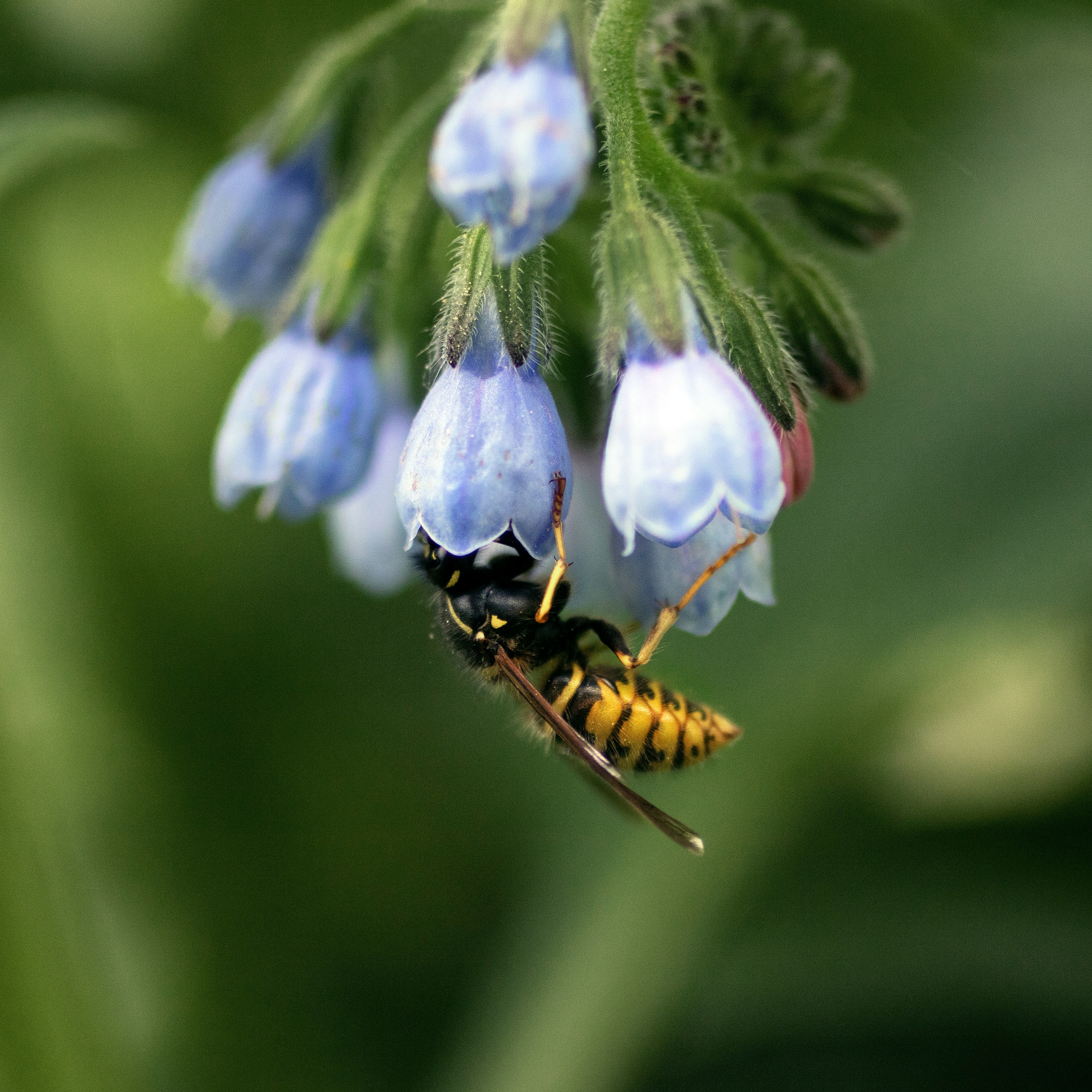 Nature's Intricate Dance: Pollinator and Petal