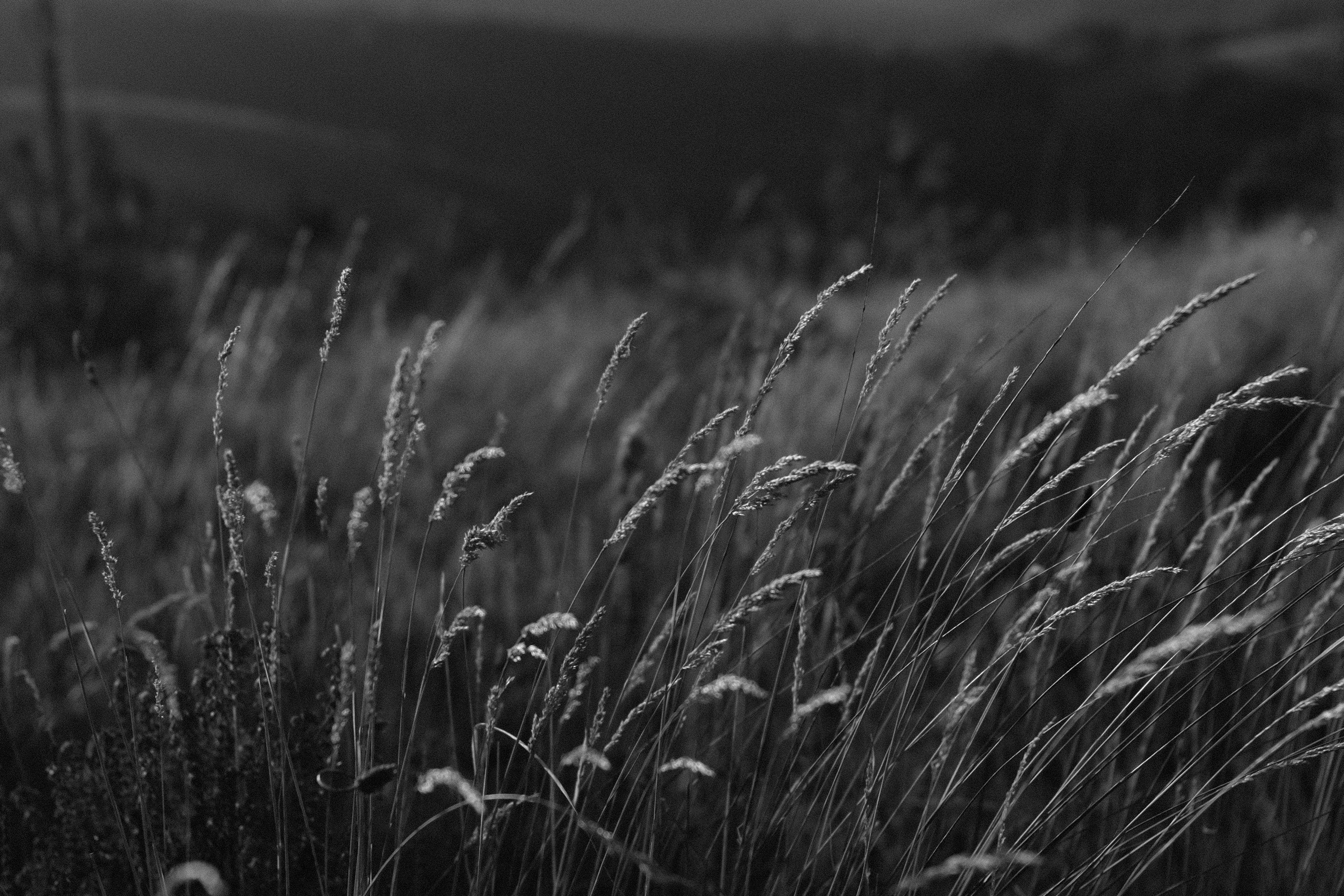 Tall grasses sway gently in a monochromatic landscape, capturing the essence of tranquility and nature's rhythm.