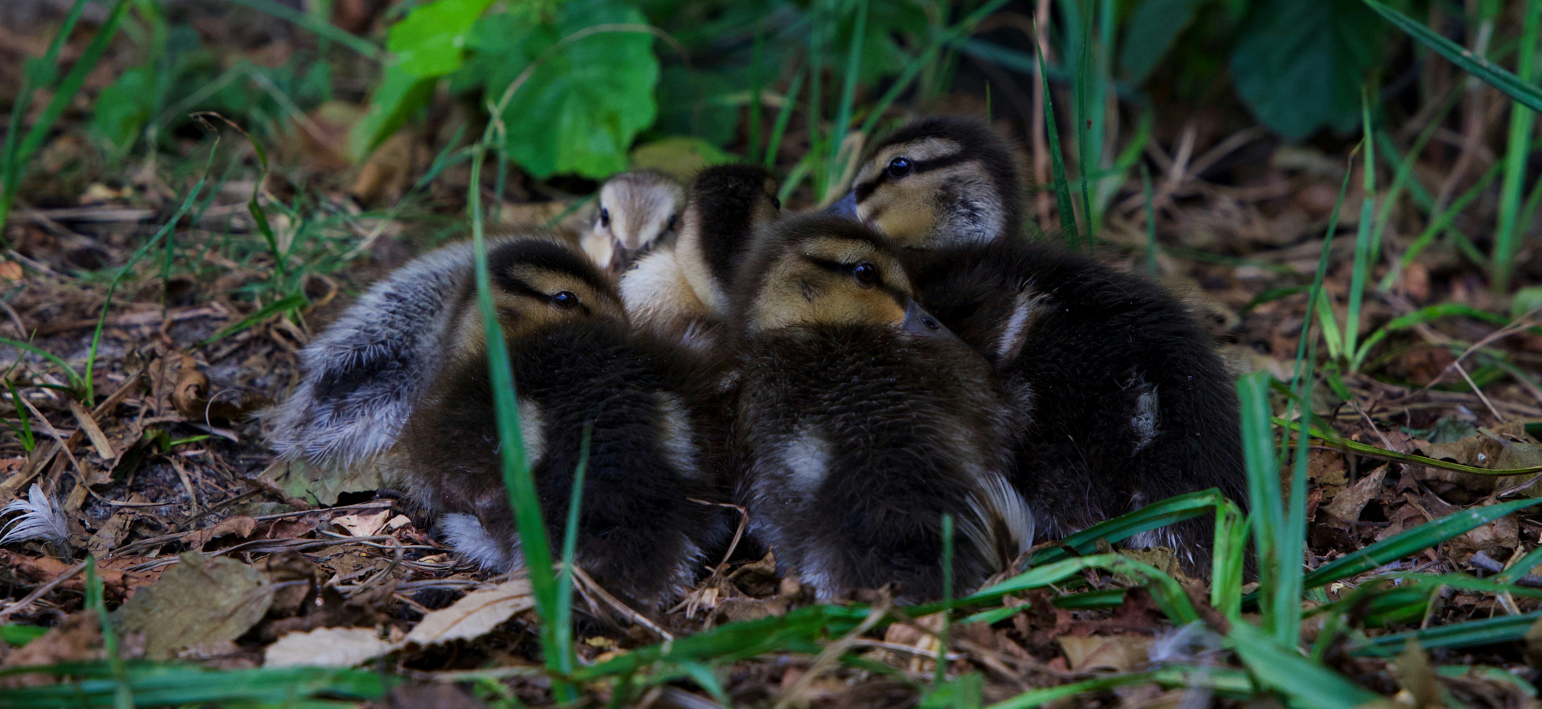 Group of ducklings huddled together on the forest floor among leaves and grass.