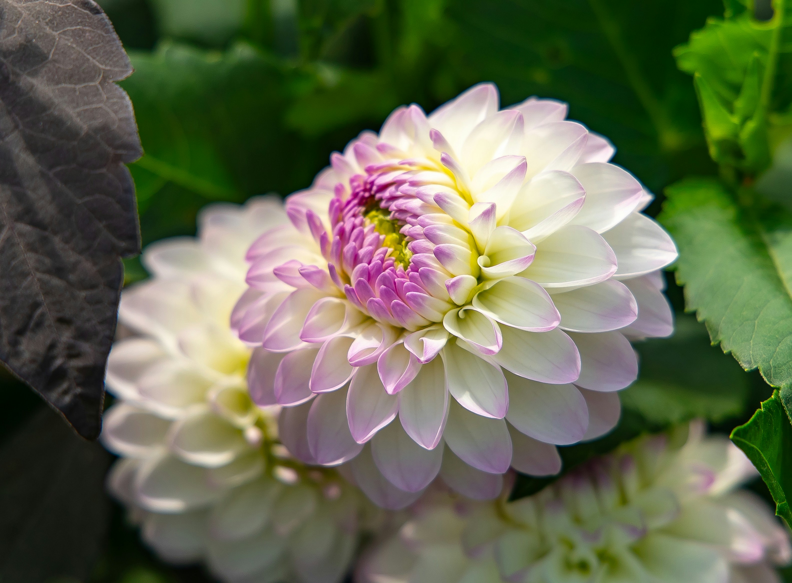 Whispers of Nature's Palette