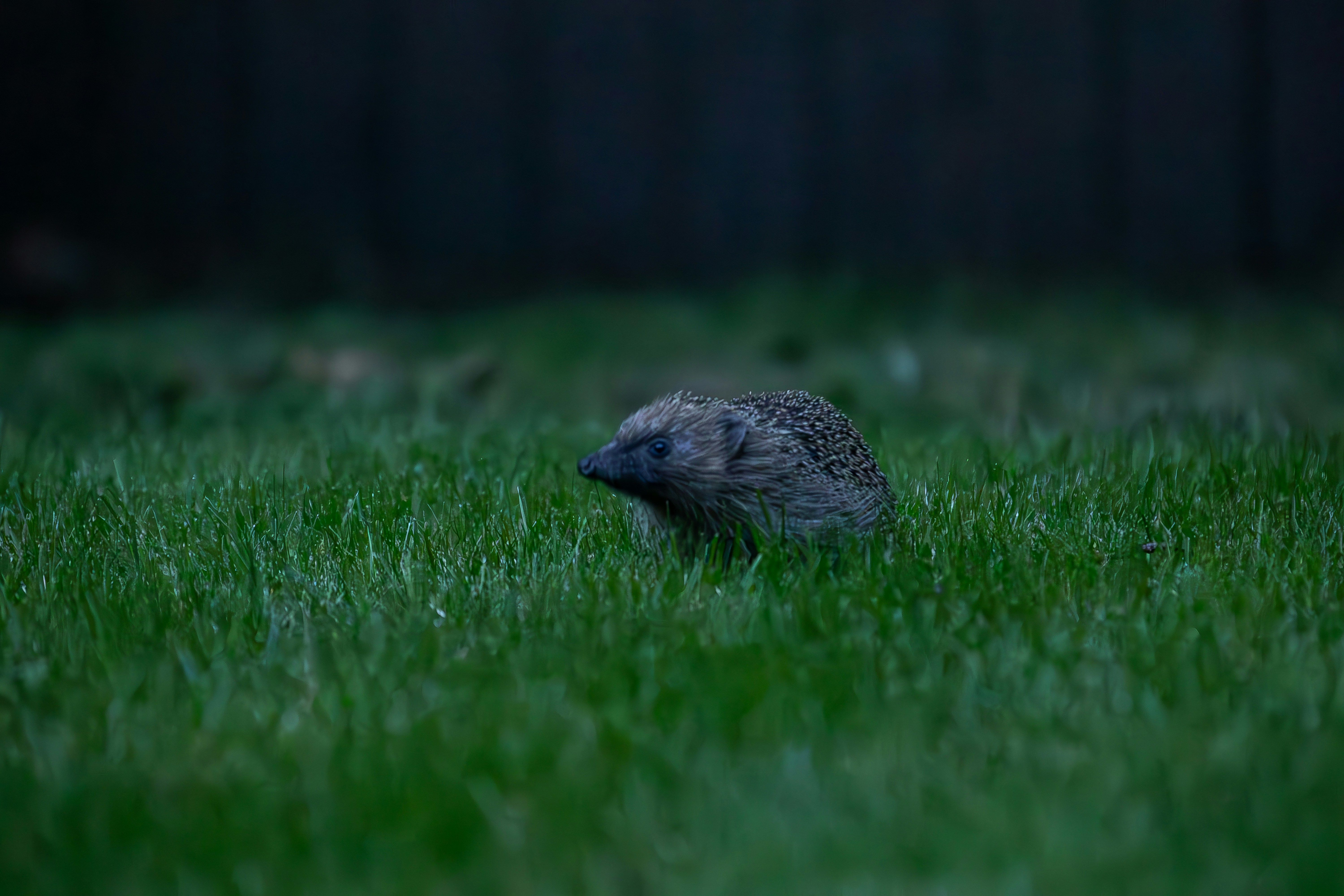 A Quiet Encounter with Nature's Little Guardian