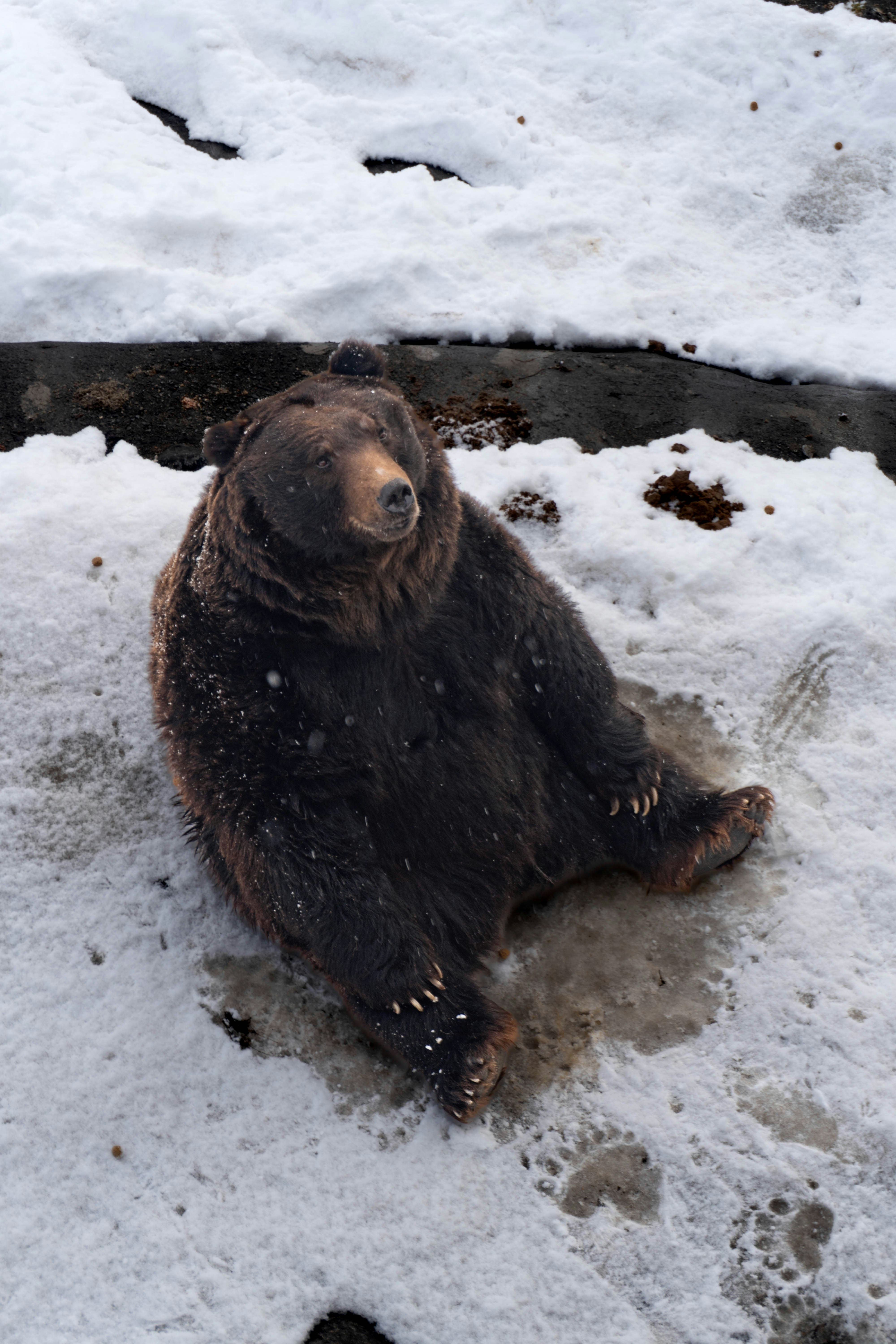 Winter's Gentle Giant: A Bear's Pause