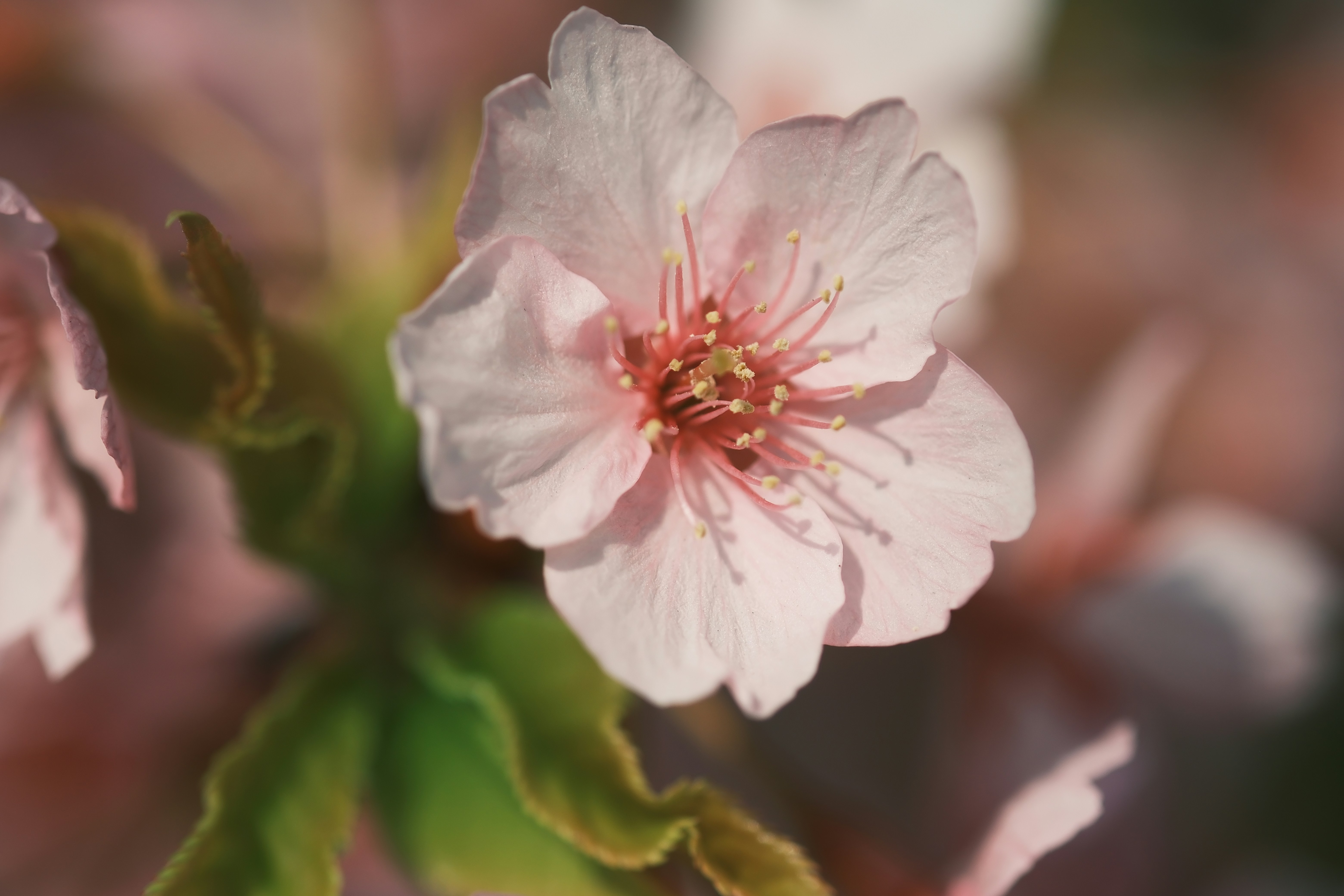 Petal Core in Soft Focus: A Pink Blossom with Dreamy Backdrop