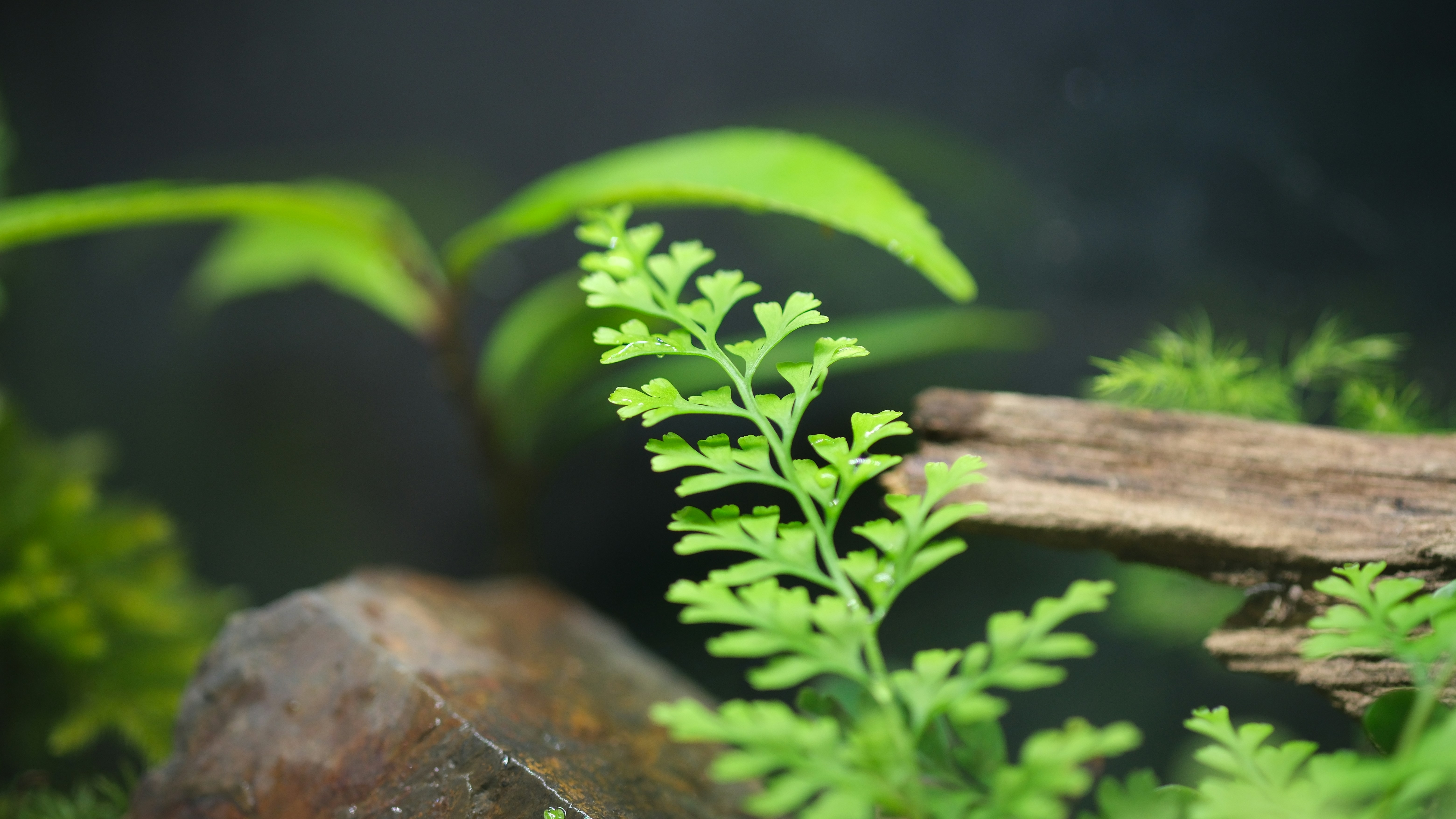 Whispers of Green: A Botanical Close-Up