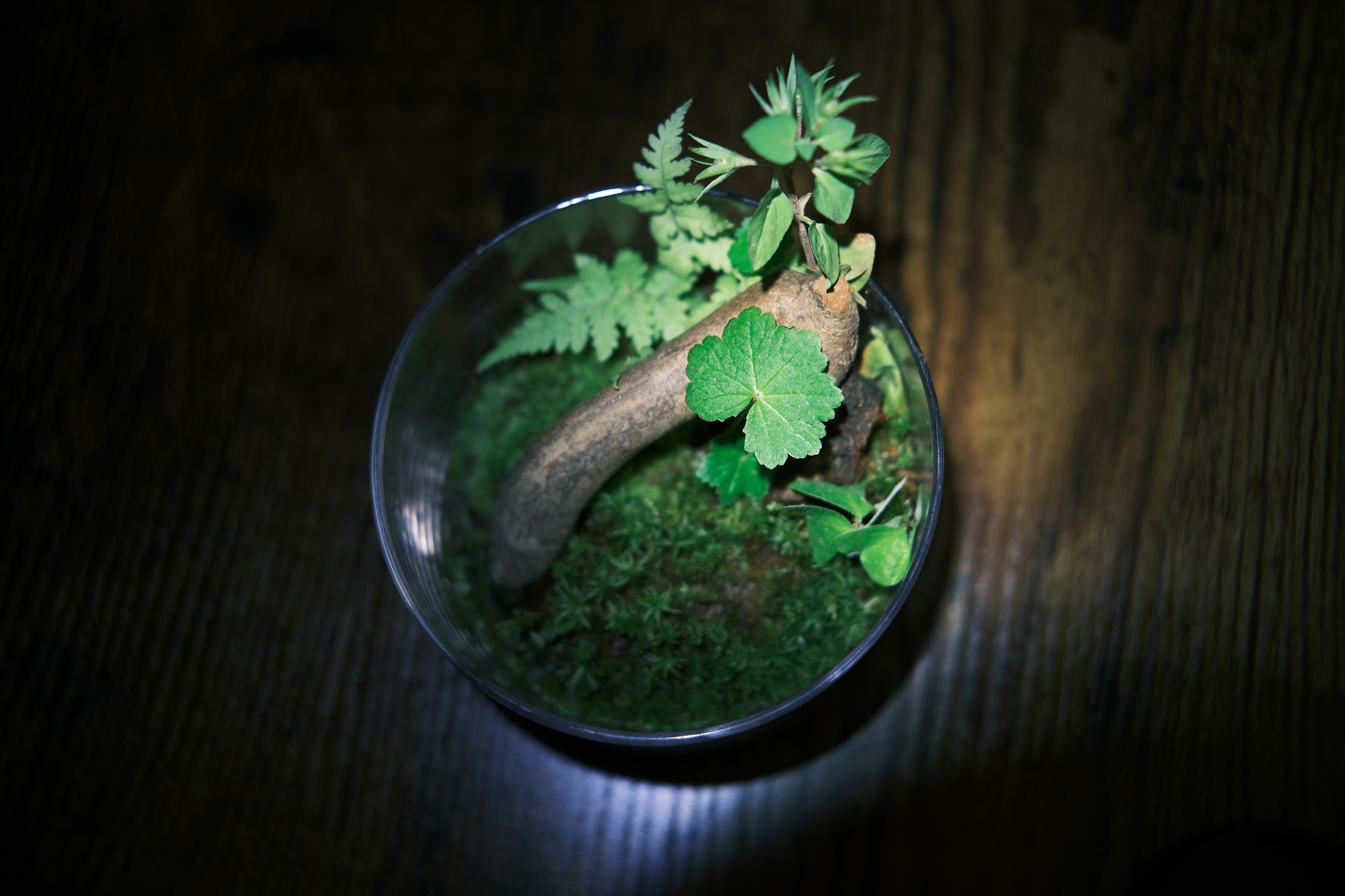 Small terrarium with plants and wood on a table