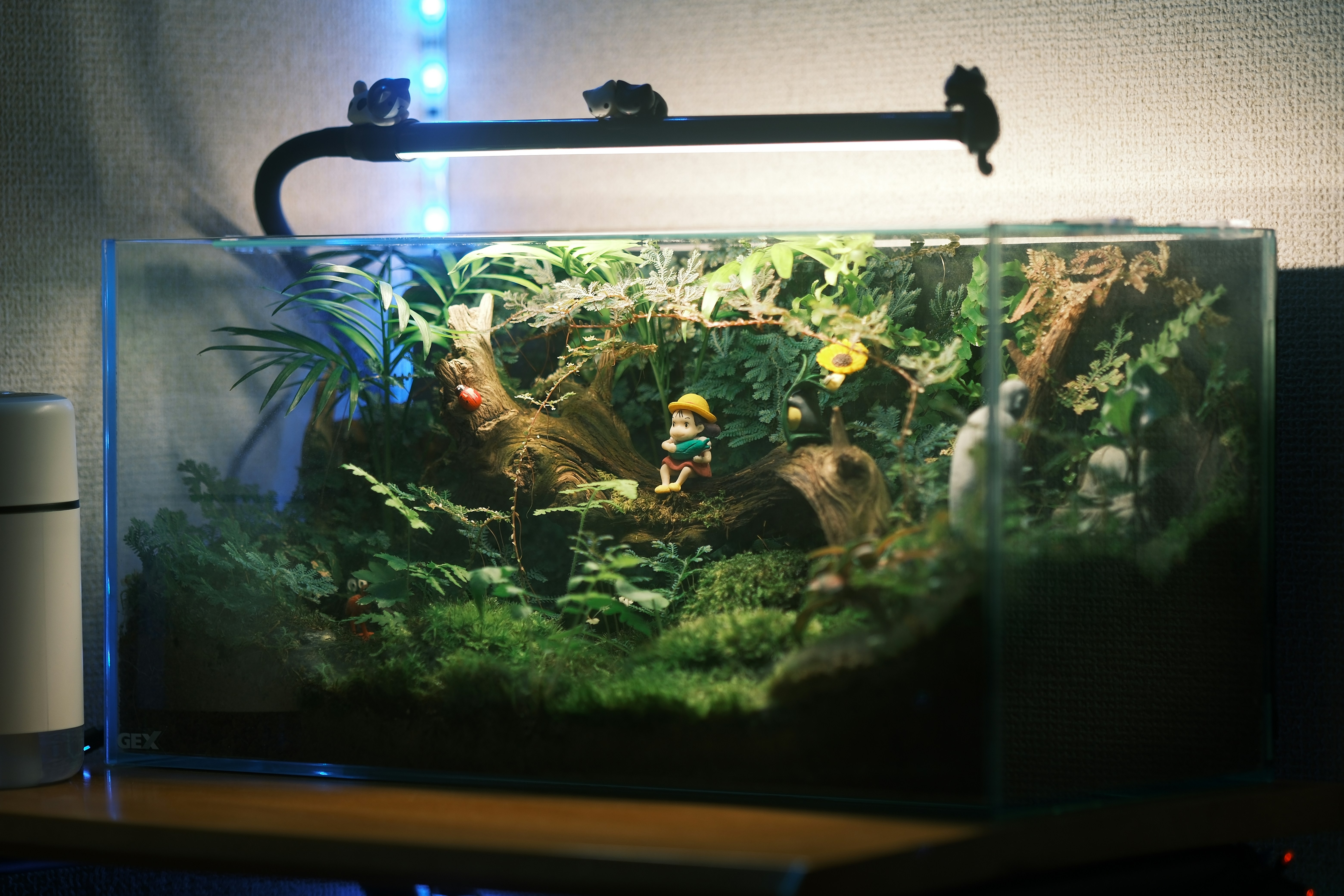Miniature jungle ecosystem inside a glass terrarium. photo – Free Cat ...