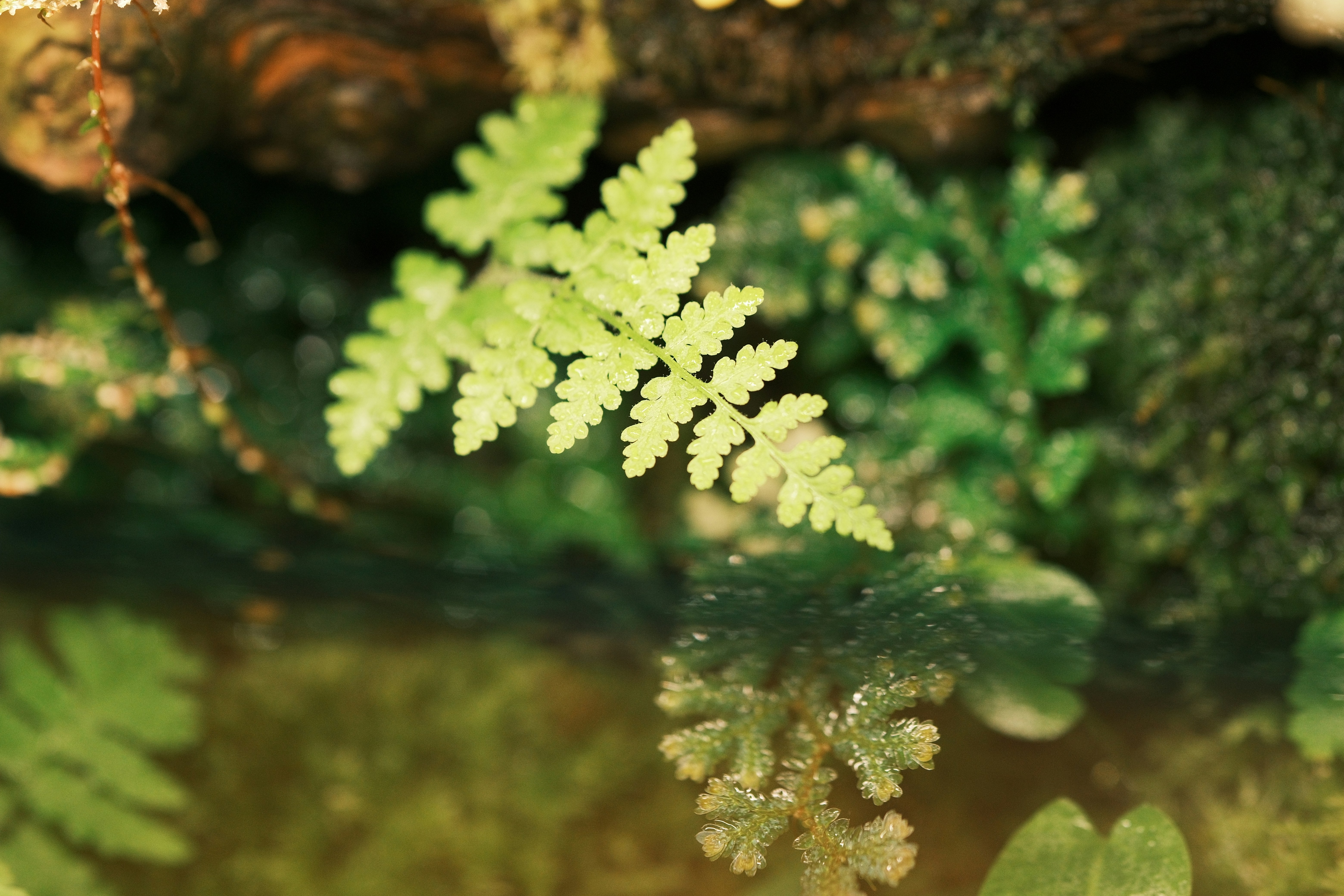 Whispers of the Forest Floor