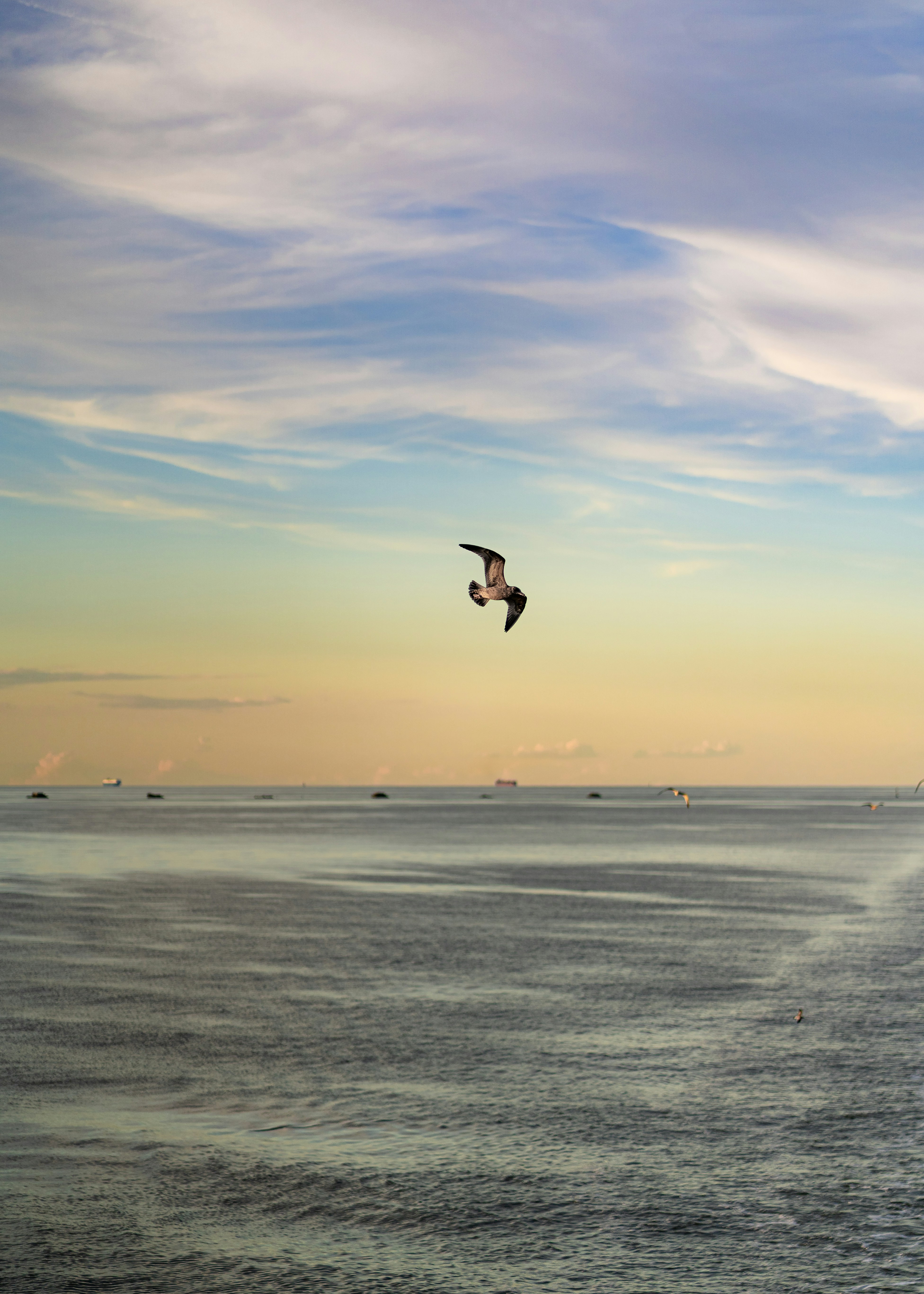 Bird at Sea | Seagull flying over the ocean at sunset