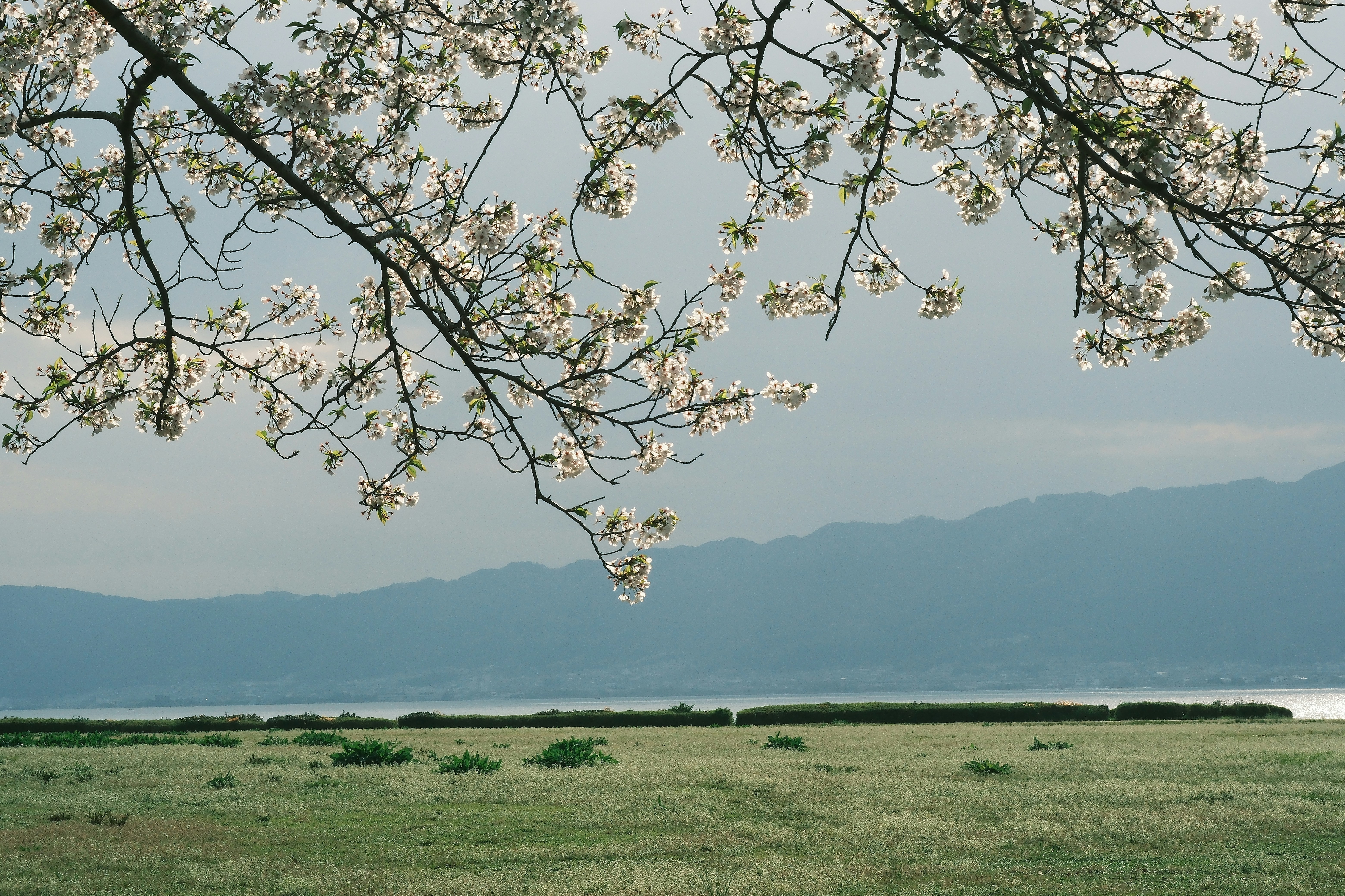 Delicate cherry blossoms frame a serene landscape with rolling hills and a calm lake in the background.