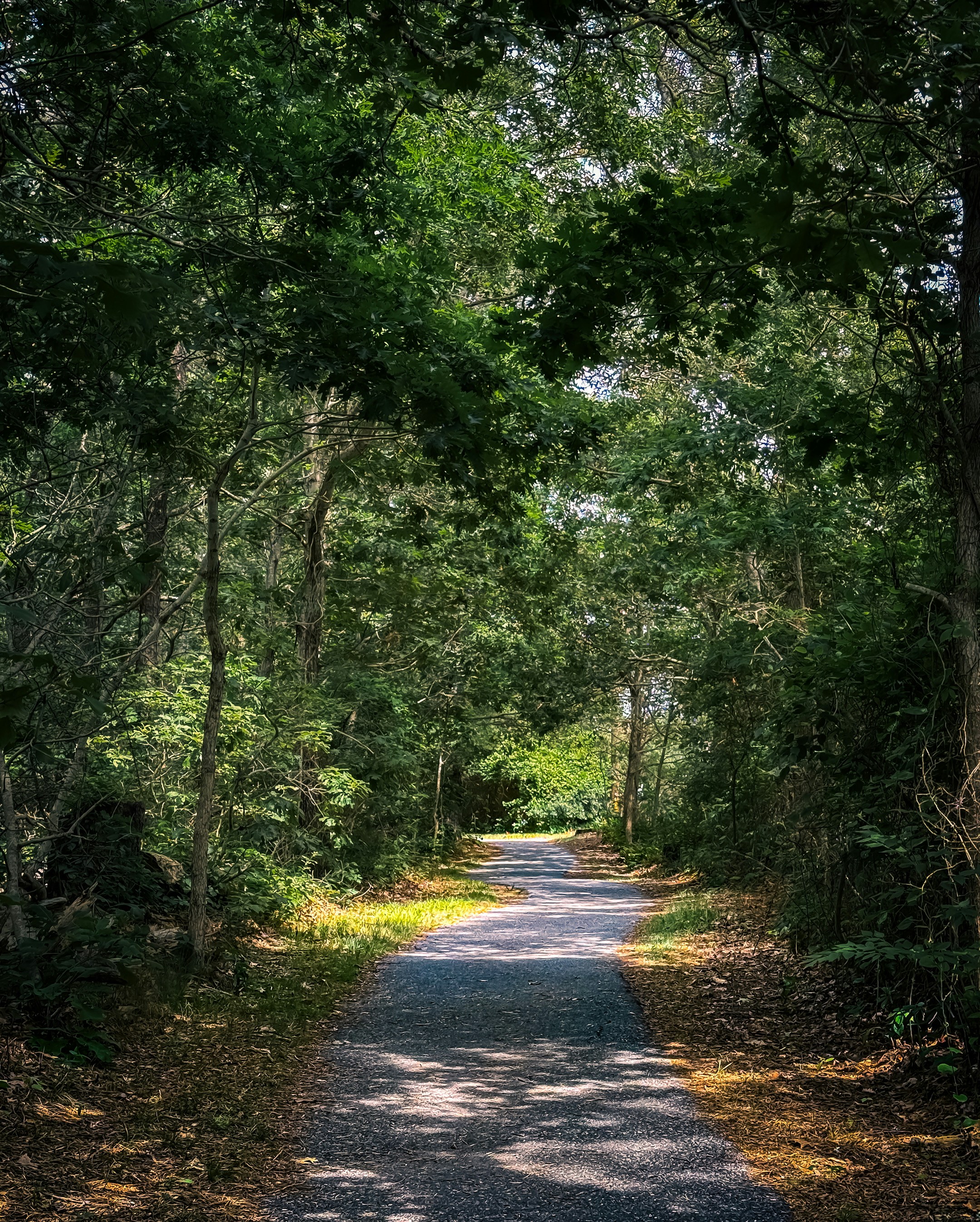 Path to Nauset Lighthouse | A paved path winds through a lush green forest.