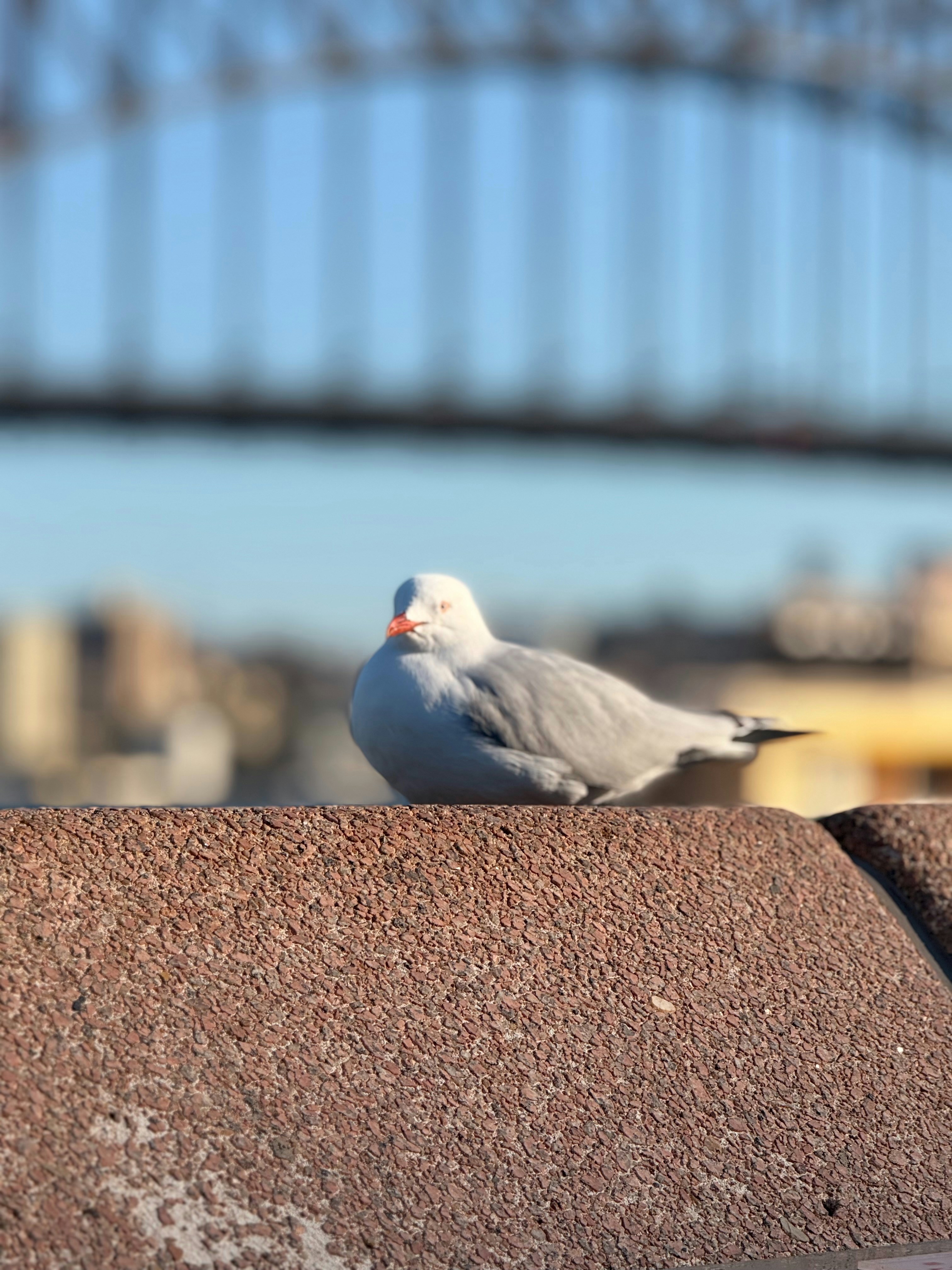 Seagull Serenity Against Urban Backdrop