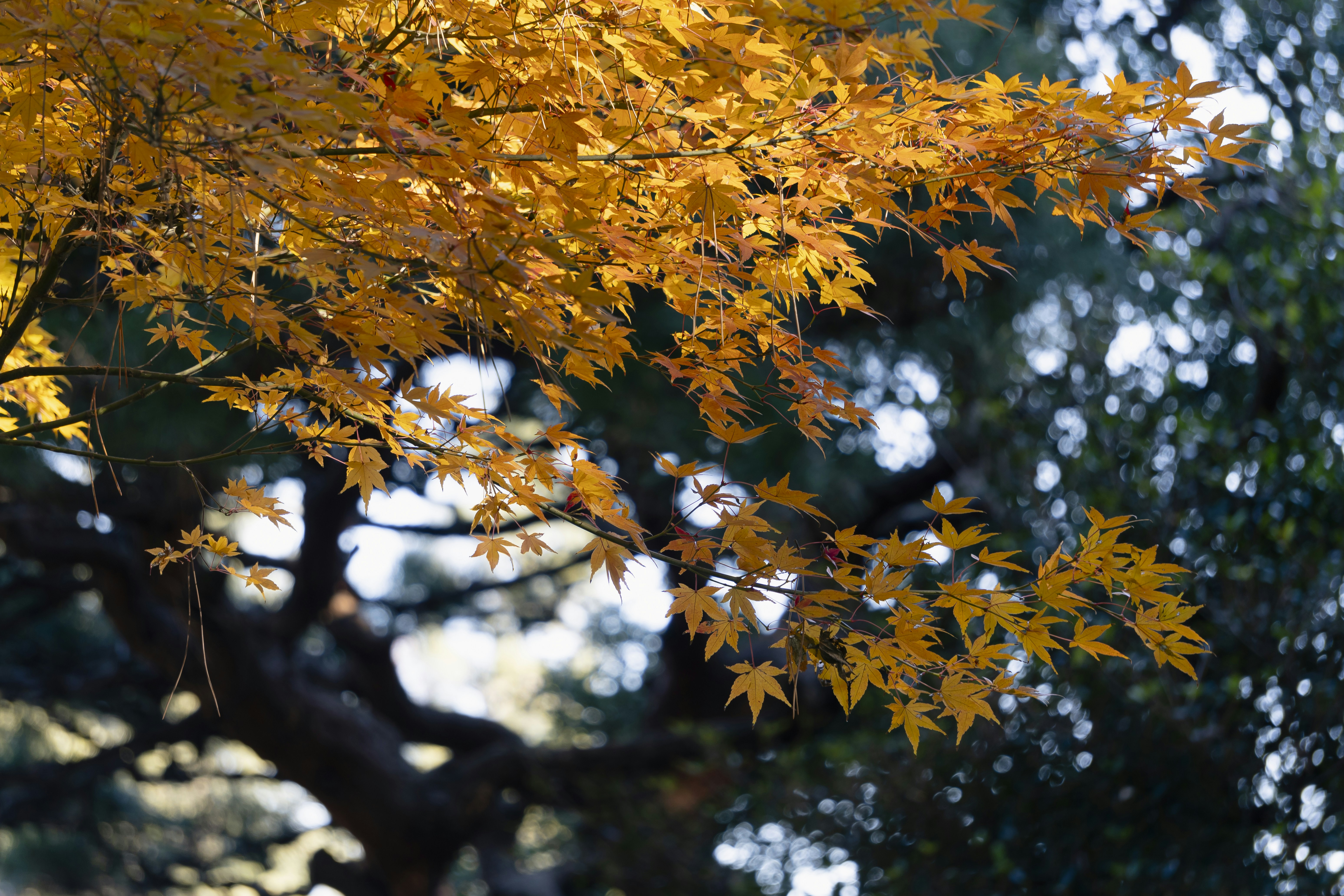 Golden Canopy: A Dance of Autumn Leaves