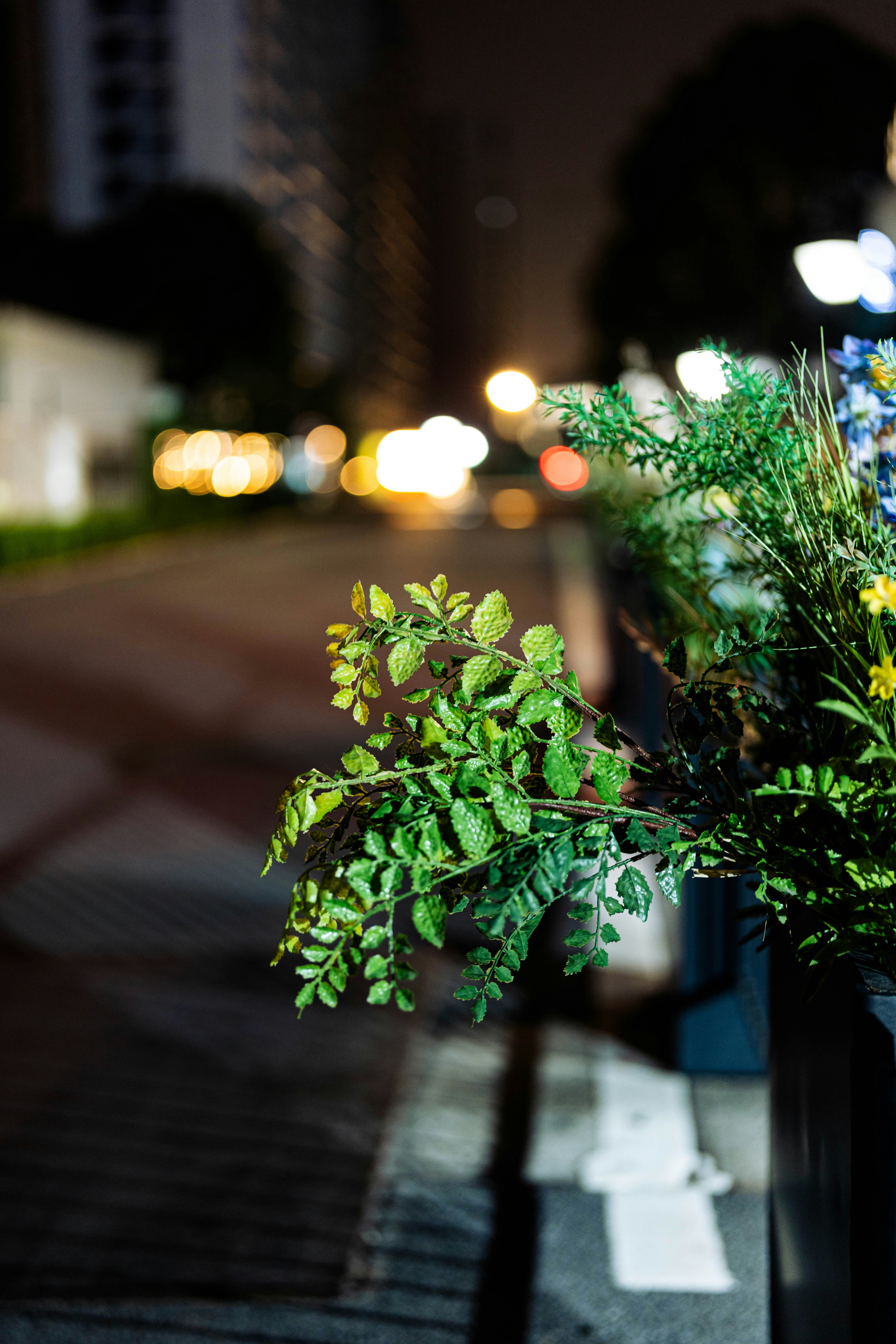 Photo by Rana Kaname with Sony Alpha 7C II