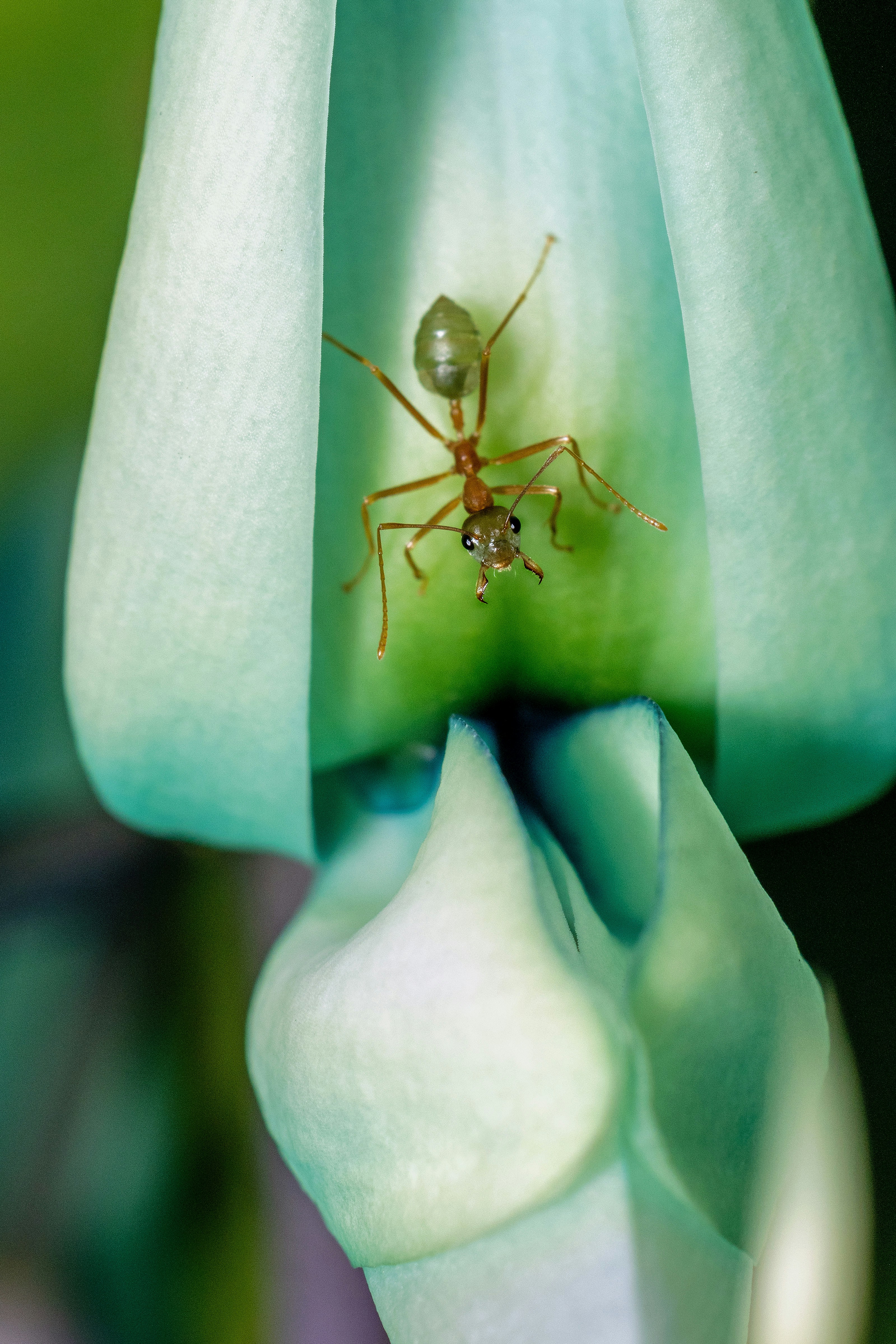 A green ant feeds on nectar on a Jade vine flower. As I got closer, it took up a defensive posture. | Ant perched inside a pale green flower