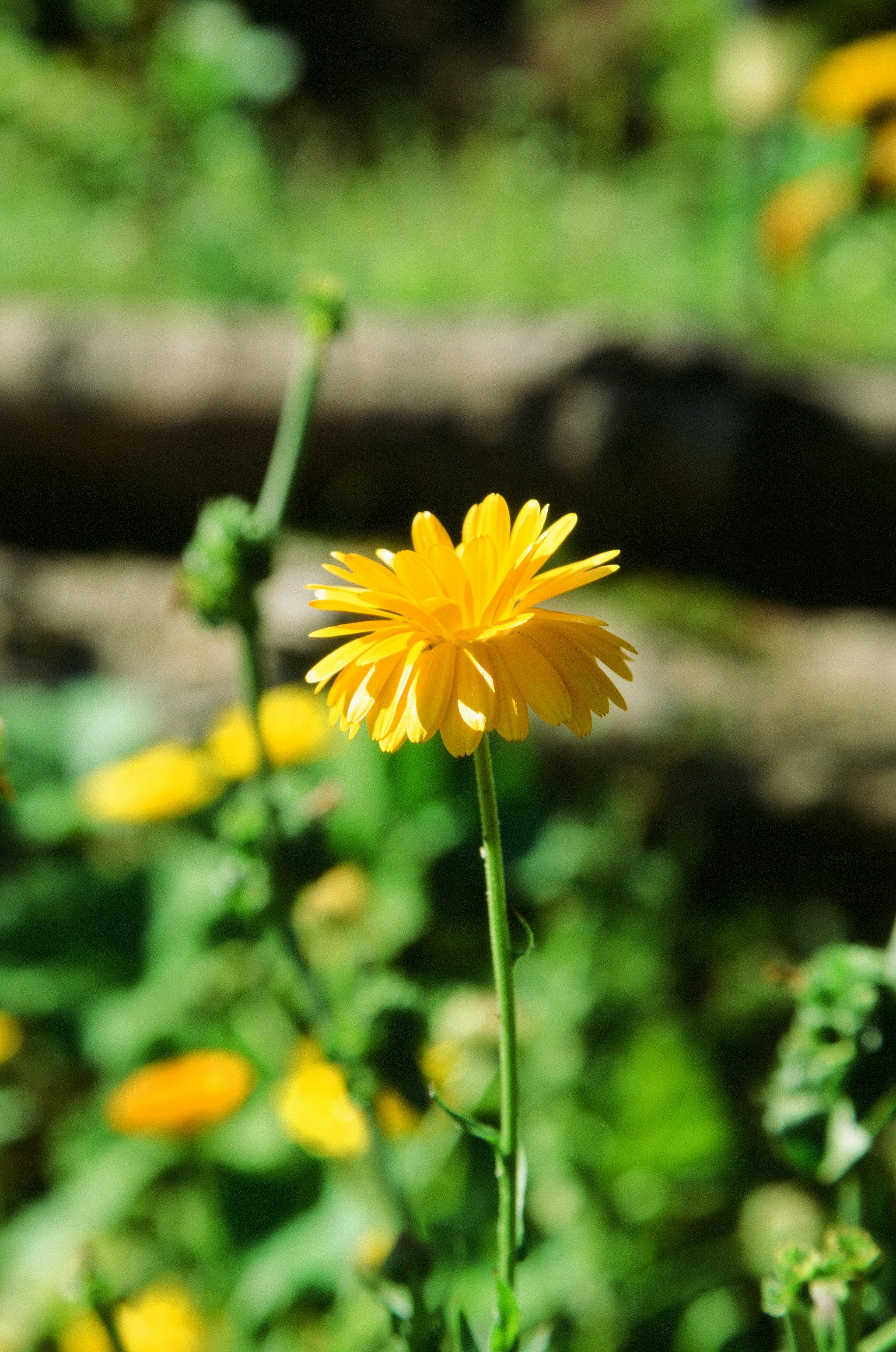 A single yellow daisy in a garden