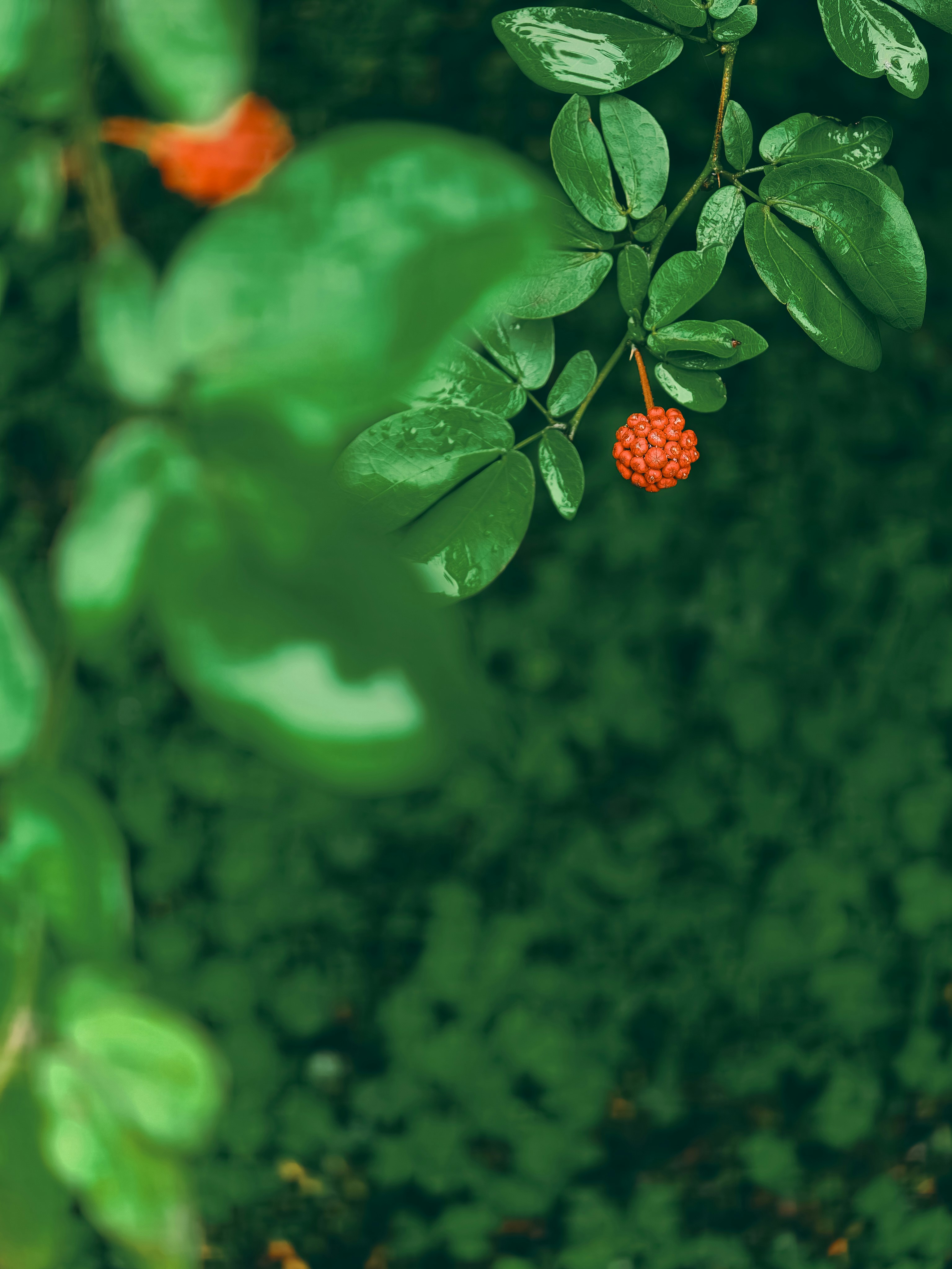A small red berry hangs from a green branch.
