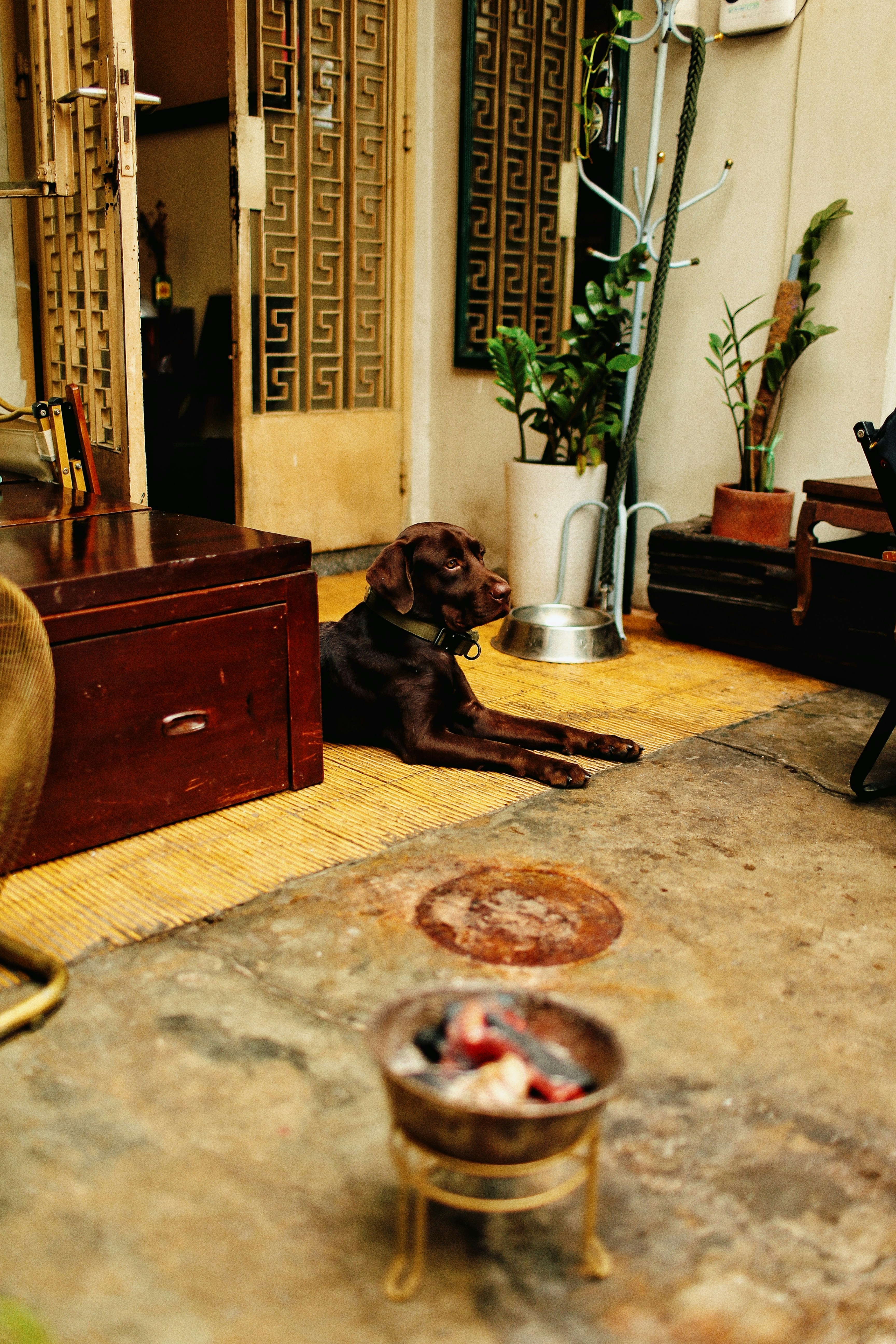 Yên Labrador, Tân Định, Saigon, Vietnam | A chocolate lab rests on a mat outdoors.