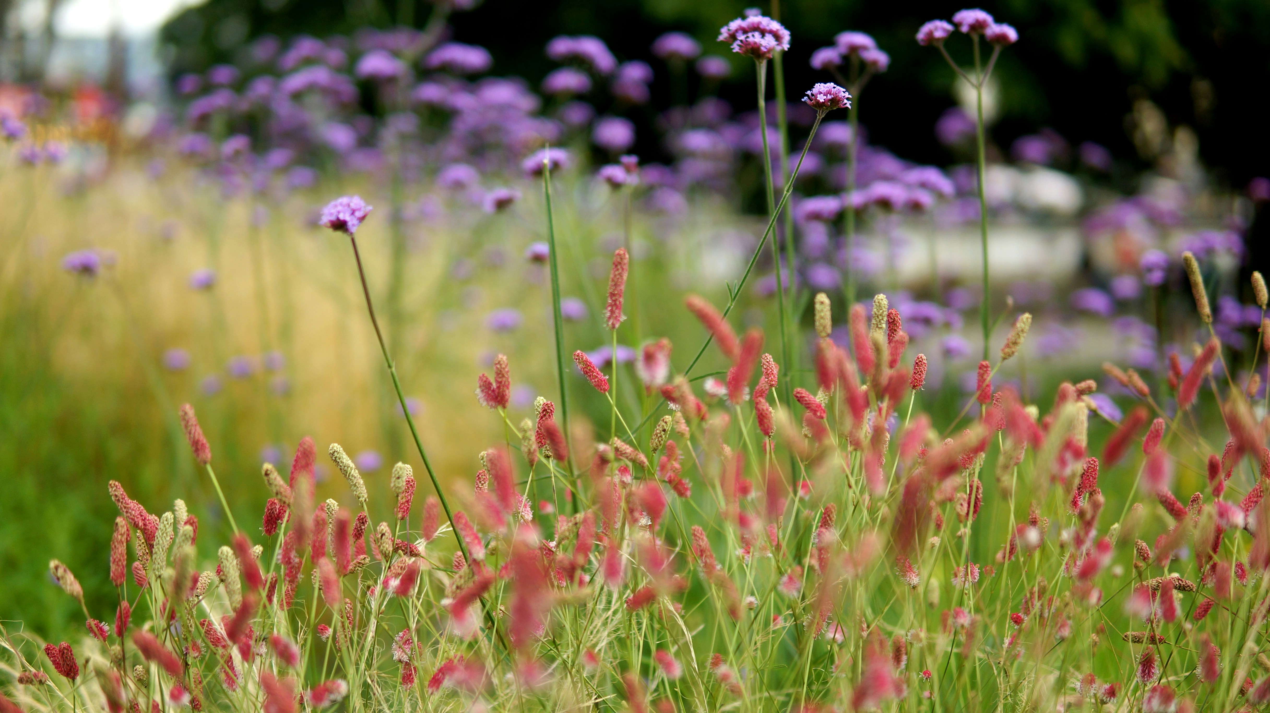 Whispers of a Floral Meadow