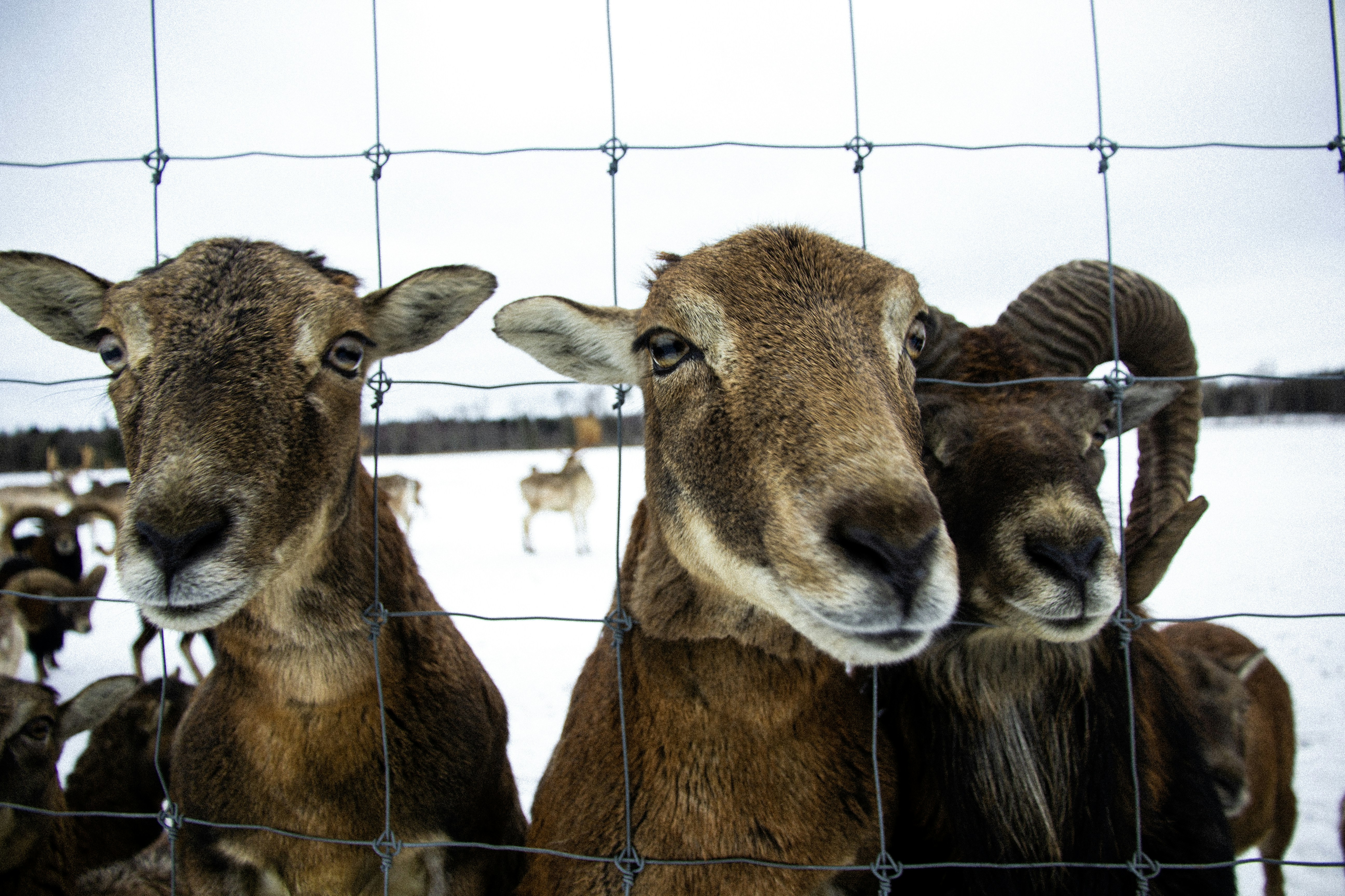 Three sheep curiously peering through a fence, with a snowy landscape and other sheep in the background.