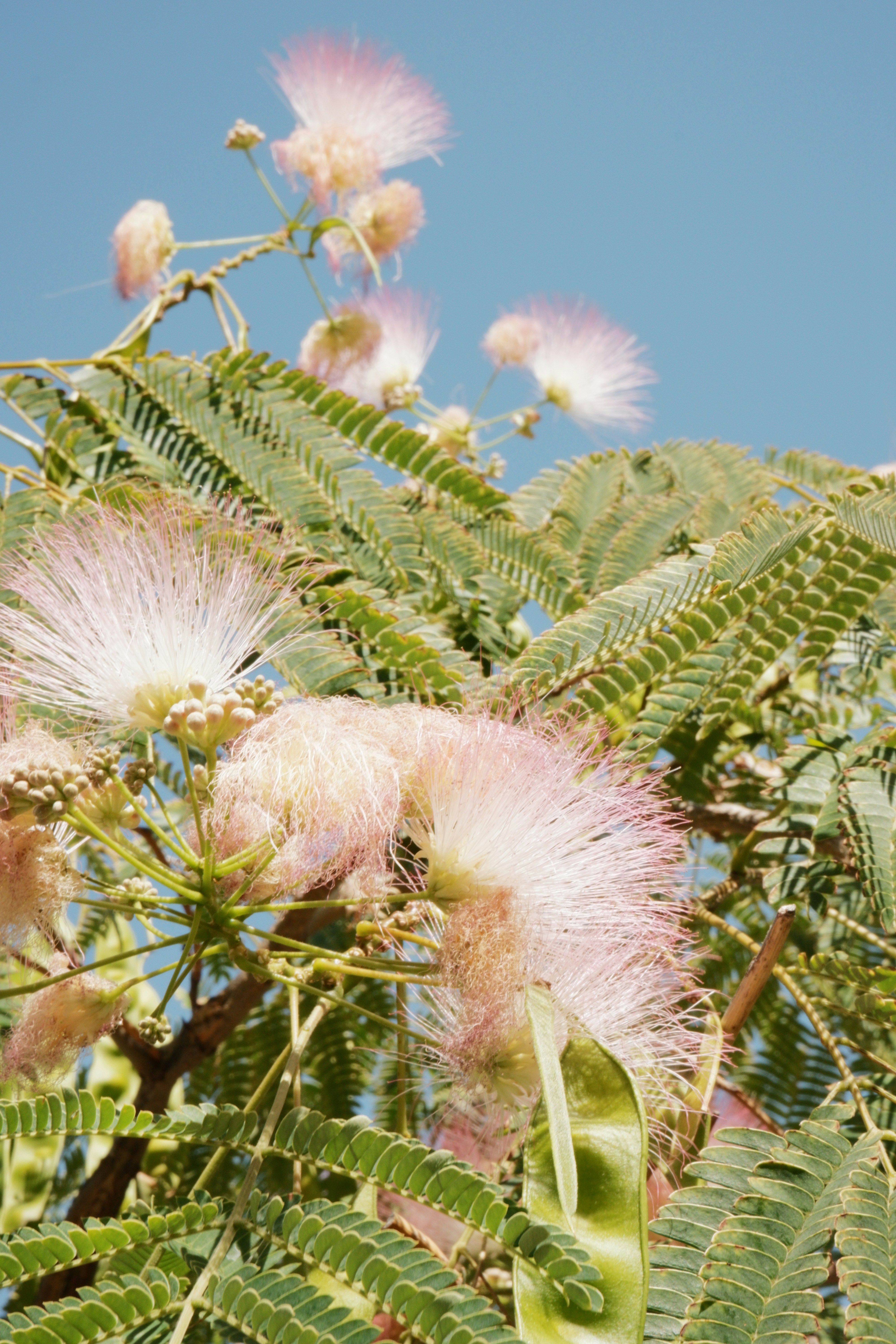 Silk-Tree Puffballs Blooming Against a Clear Summer Sky