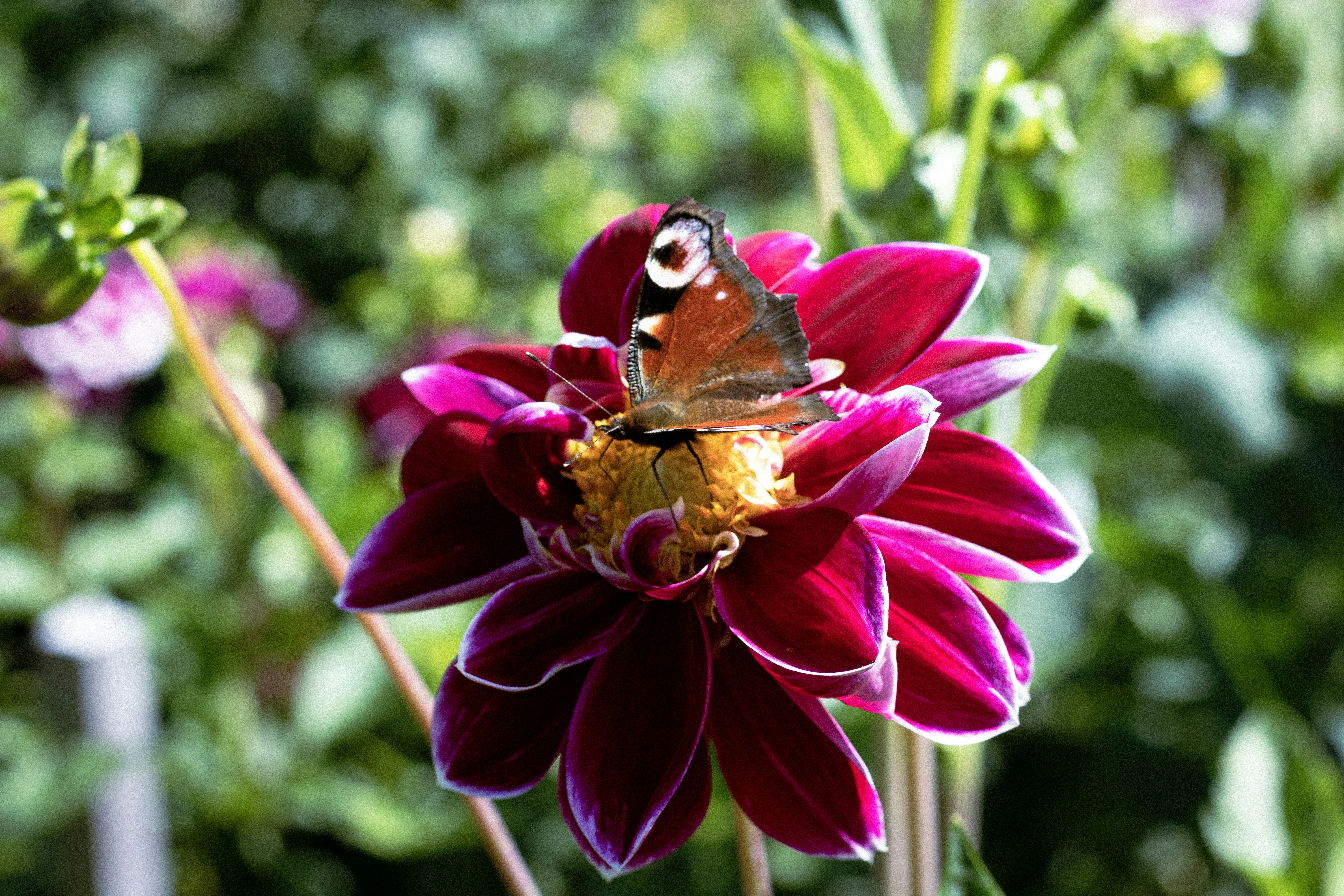 Nature's Delicate Dance: Butterfly on Dahlia