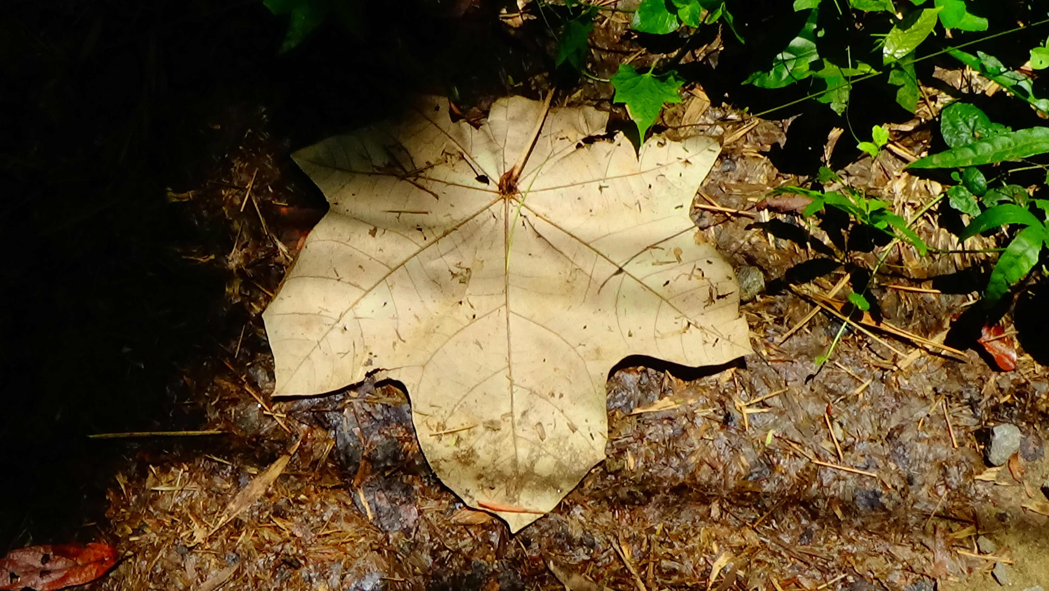 Solitary Maple Leaf on Damp Earth, Framing a Quiet Ground Study