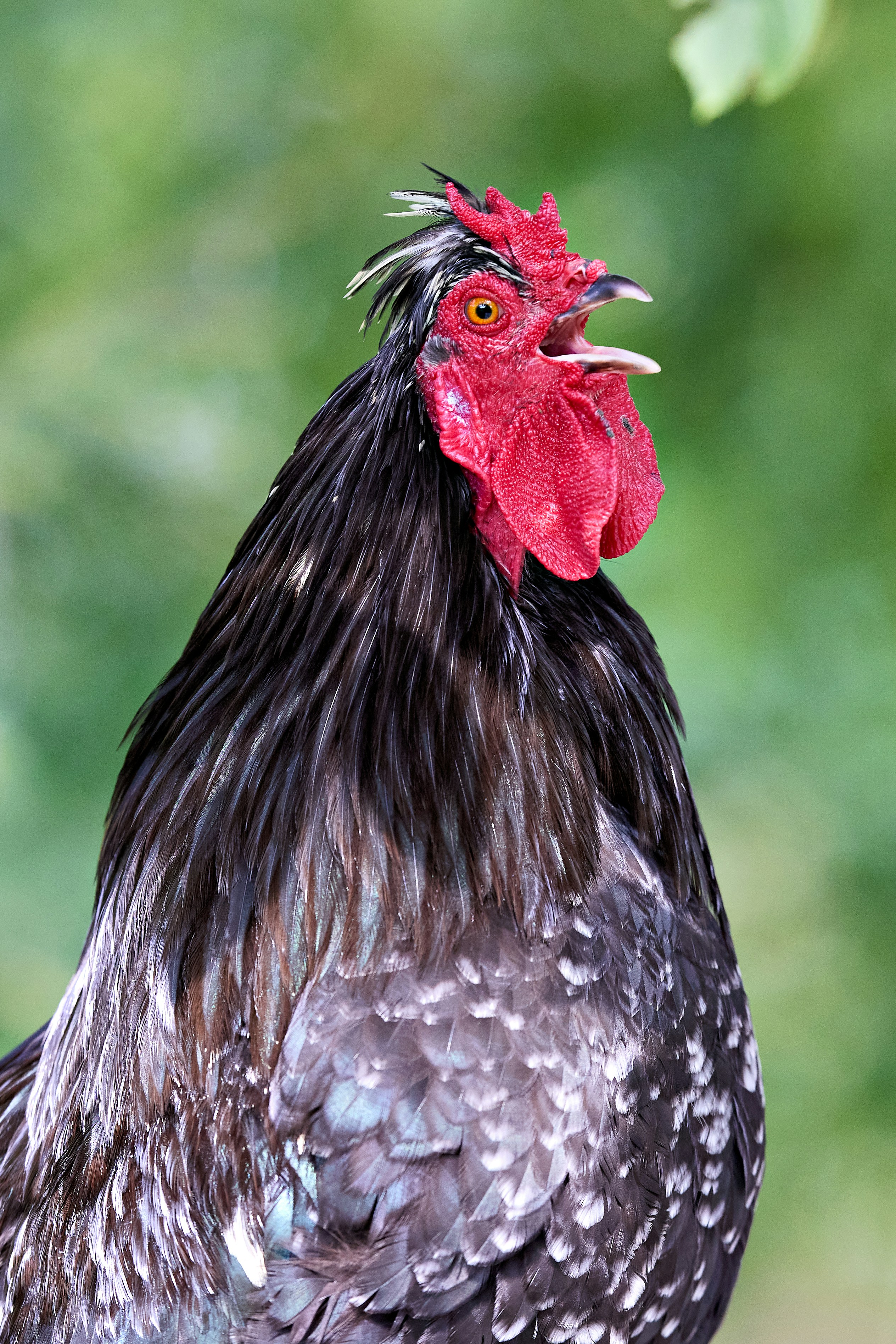 A close-up portrait of a black rooster crowing. The cockerel has a vibrant red comb and wattles, with its beak open against a soft green background. | A black rooster with red comb crows loudly.