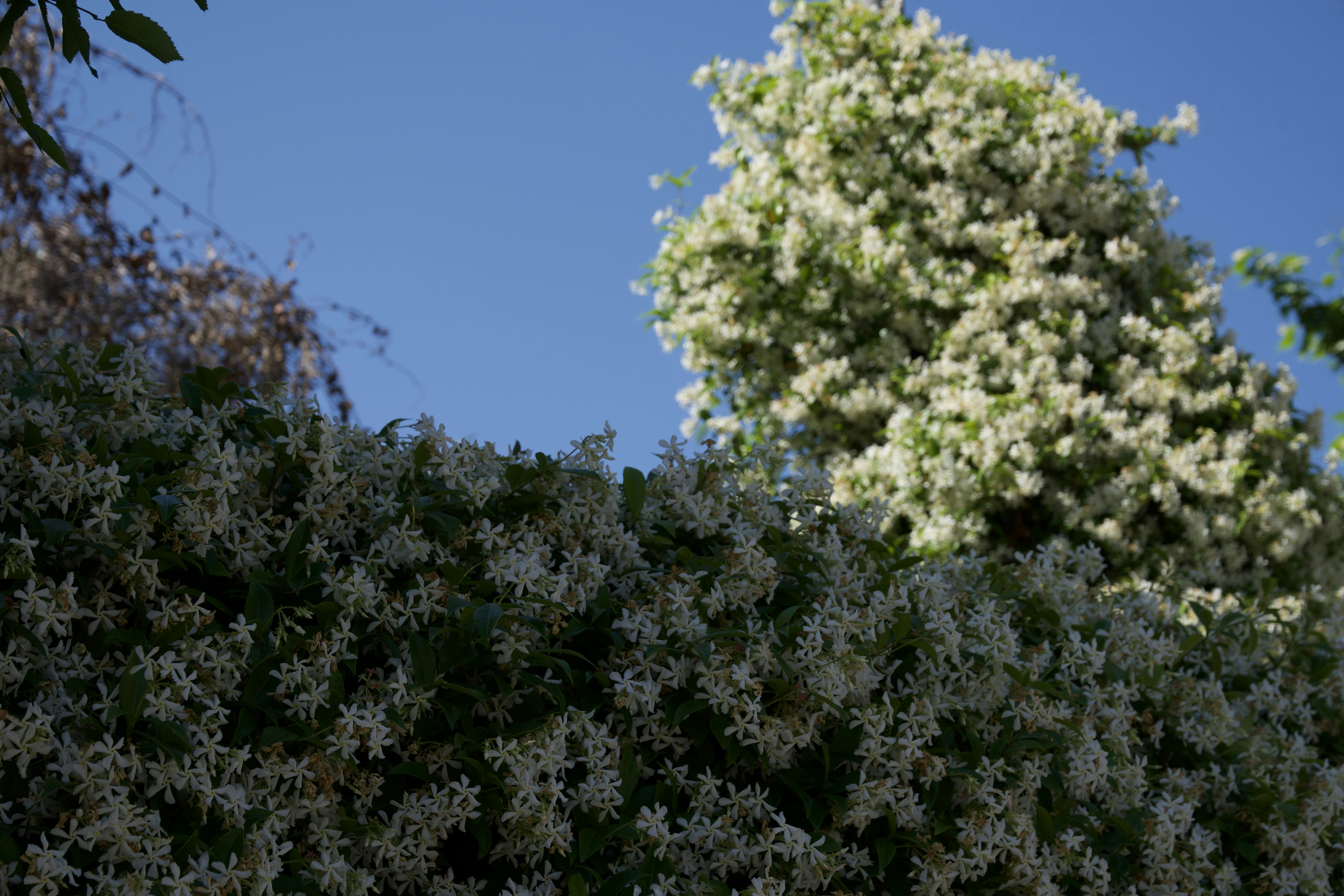 Lovely white flowers in istanbul, Turkey | White flowers blooming against a clear blue sky