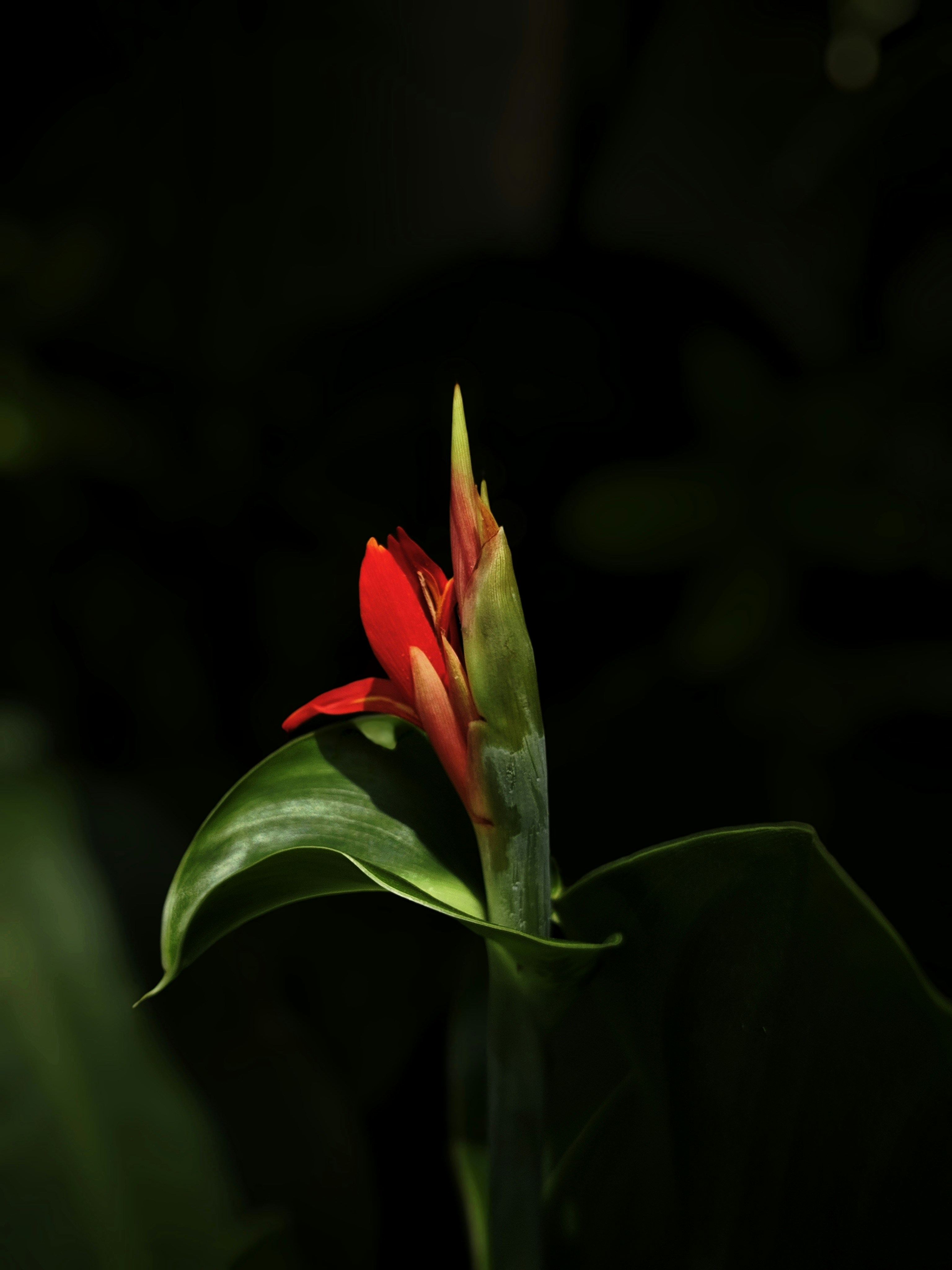 Vibrant red flower bud emerging from lush green leaves, set against a dark background. The contrast highlights the flower's intricate details.