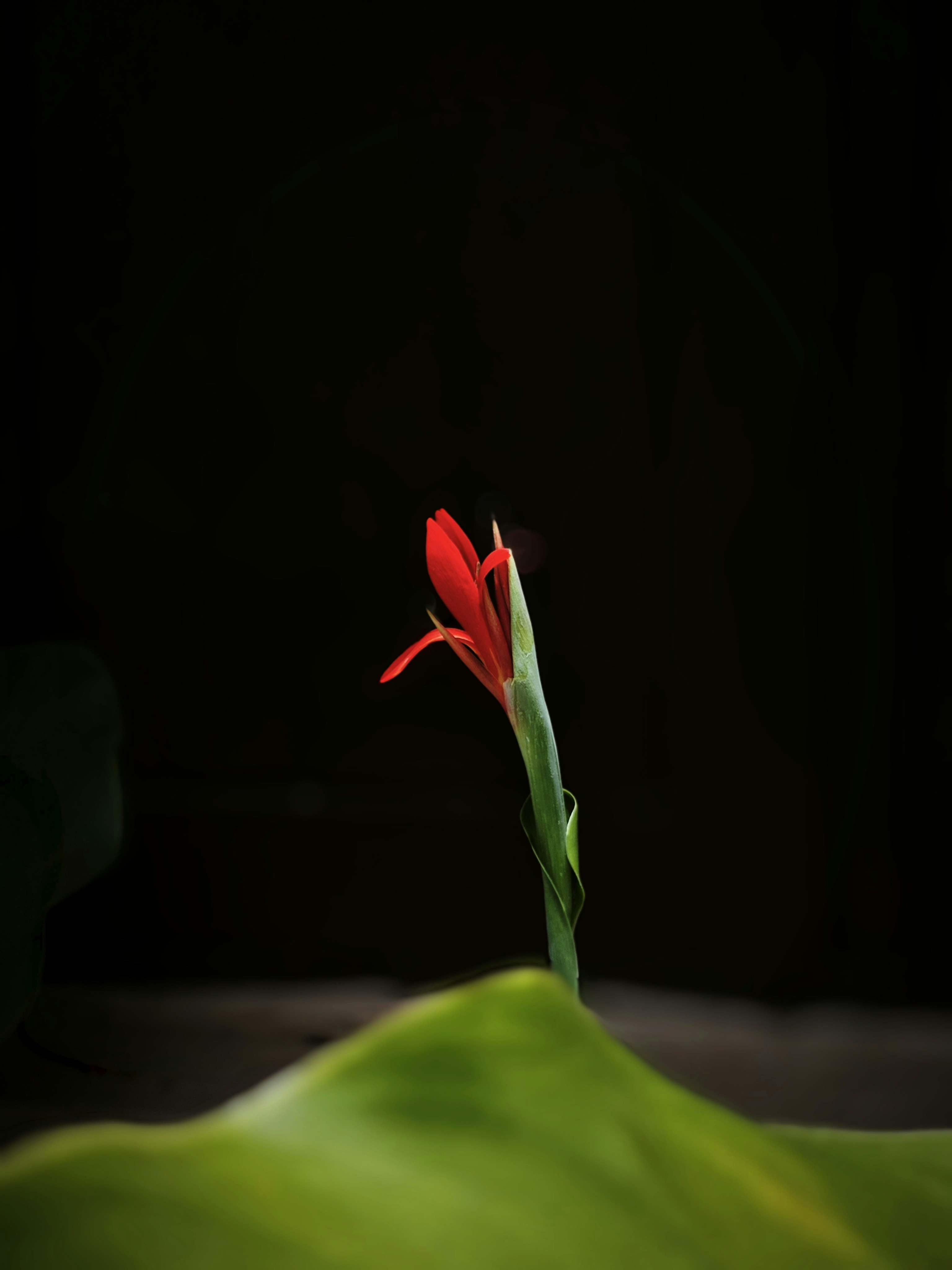 A single red flower bud against a dark background