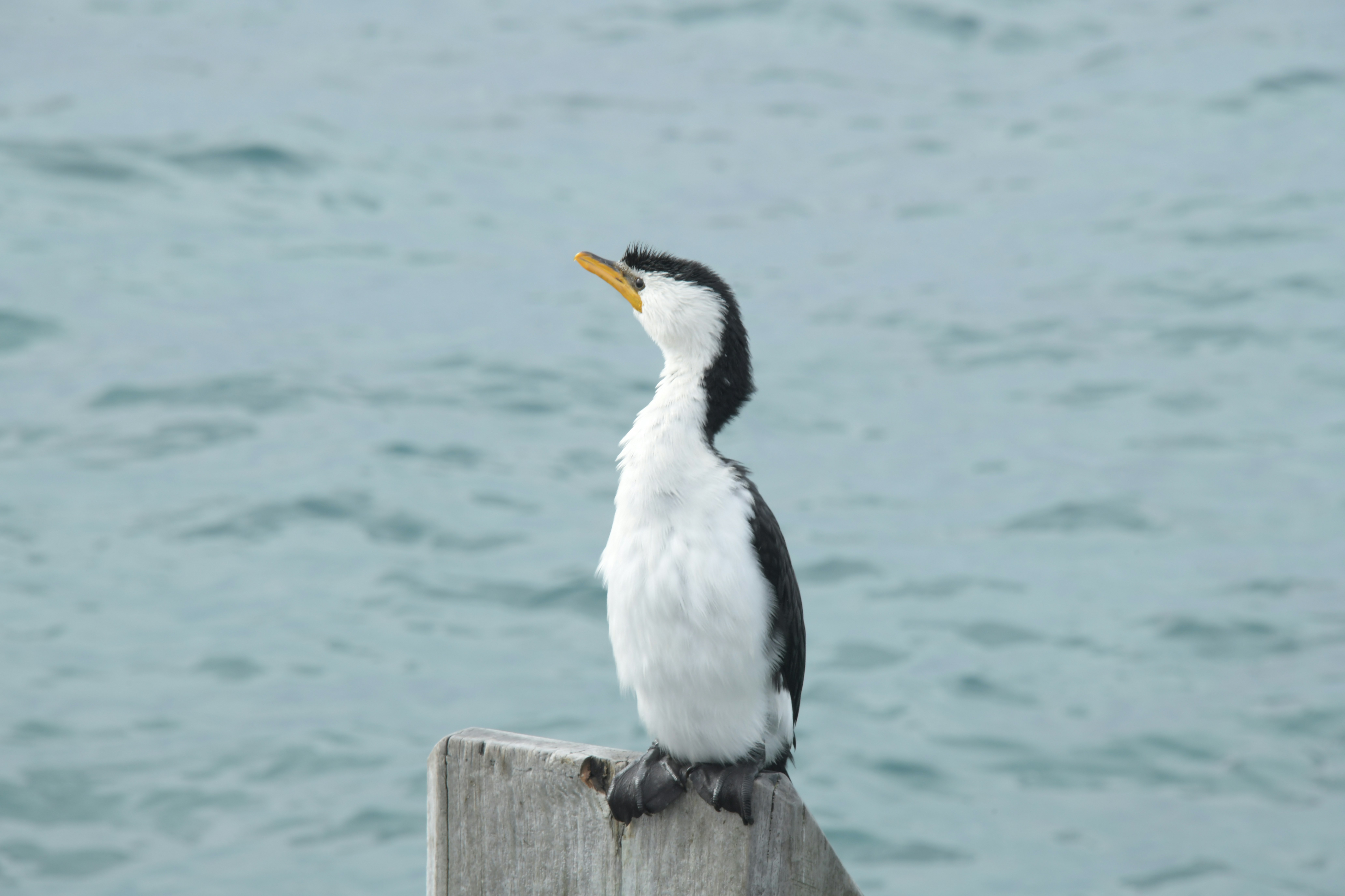 A black and white bird perched on wood