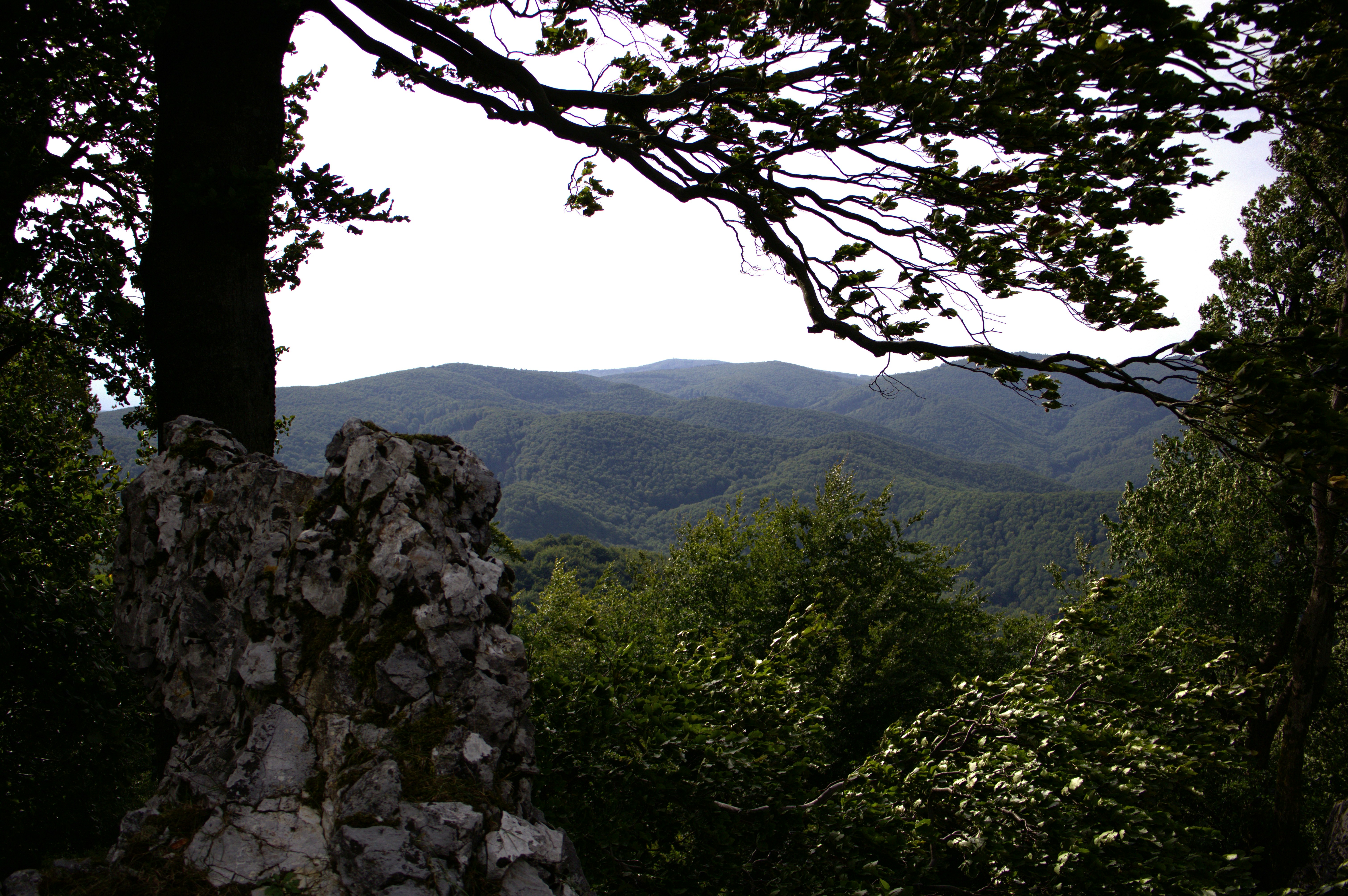 Whispers of the Verdant Mountains