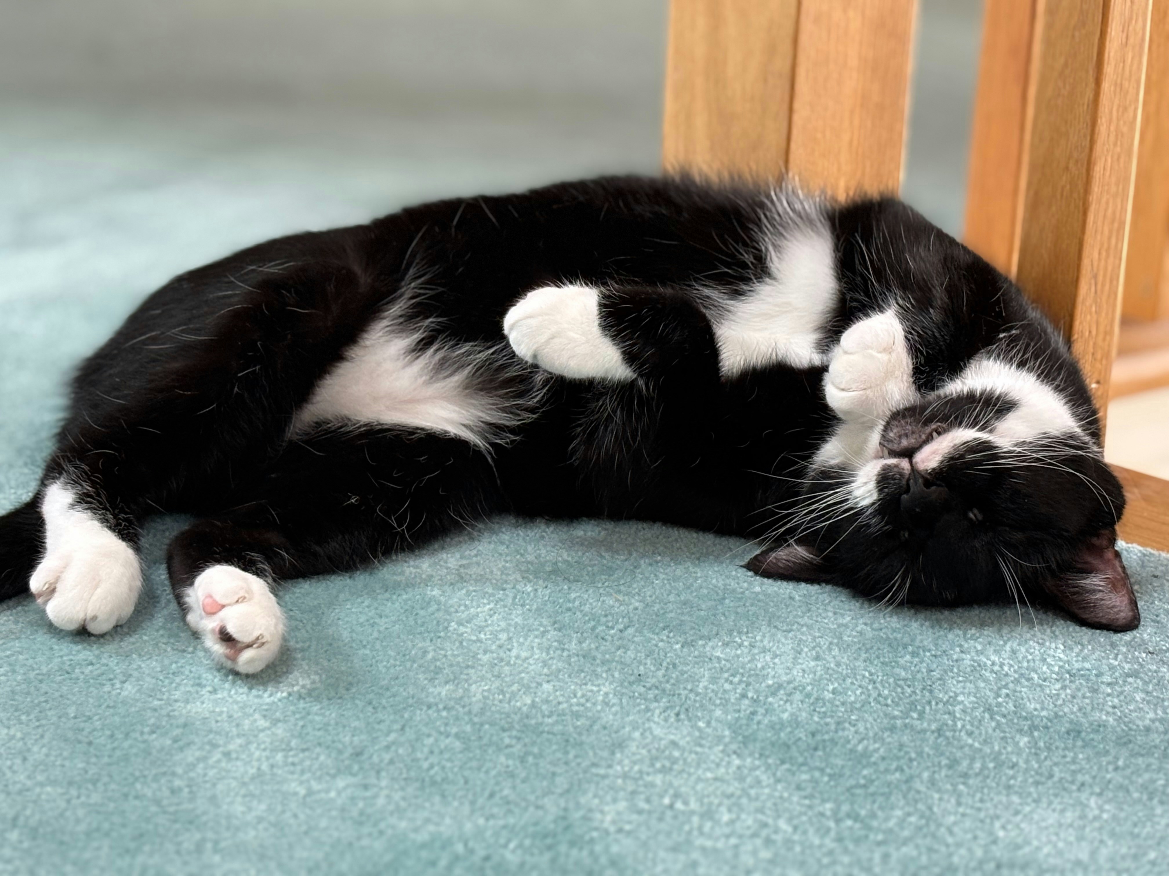 An adorable tuxedo cat sleeping rolled over | Black and white cat sleeping on its back.