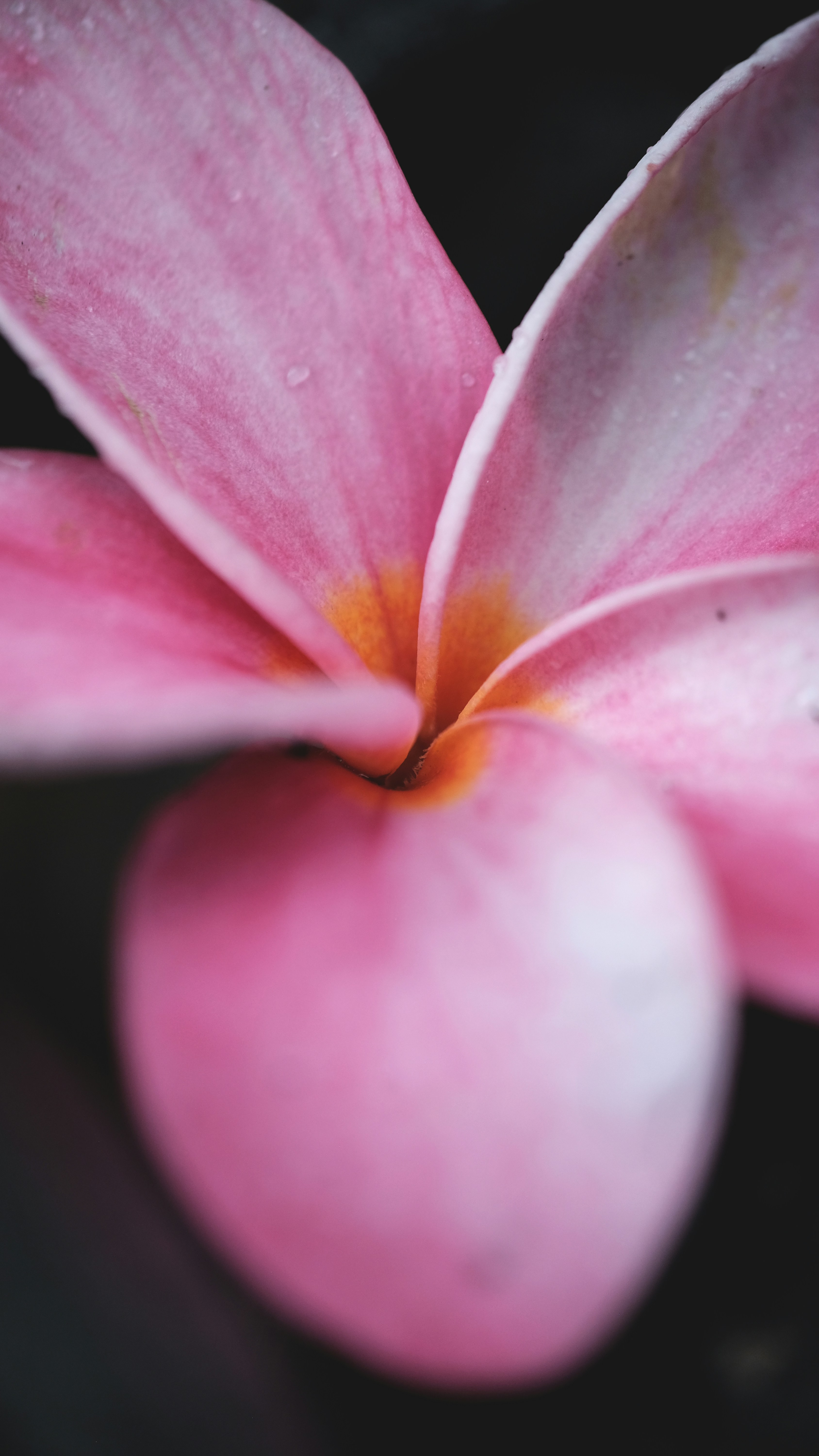 Close-up of a vibrant pink frangipani flower with water droplets, showcasing its delicate petals and orange center against a dark background. | Close-up of a delicate pink plumeria flower.
