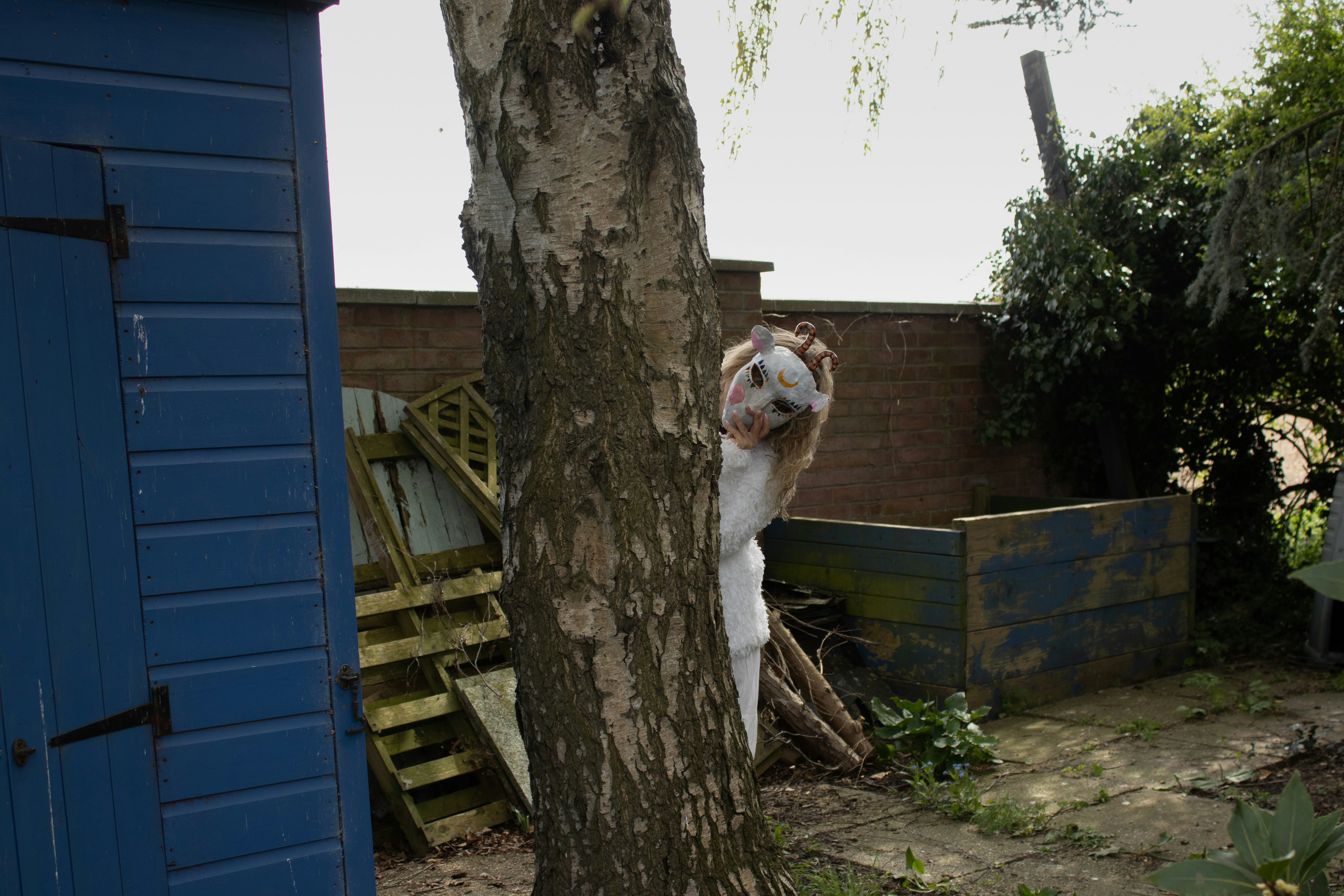 Backyard Whim: A curious dog peeks from behind a birch trunk beside a cobalt shed