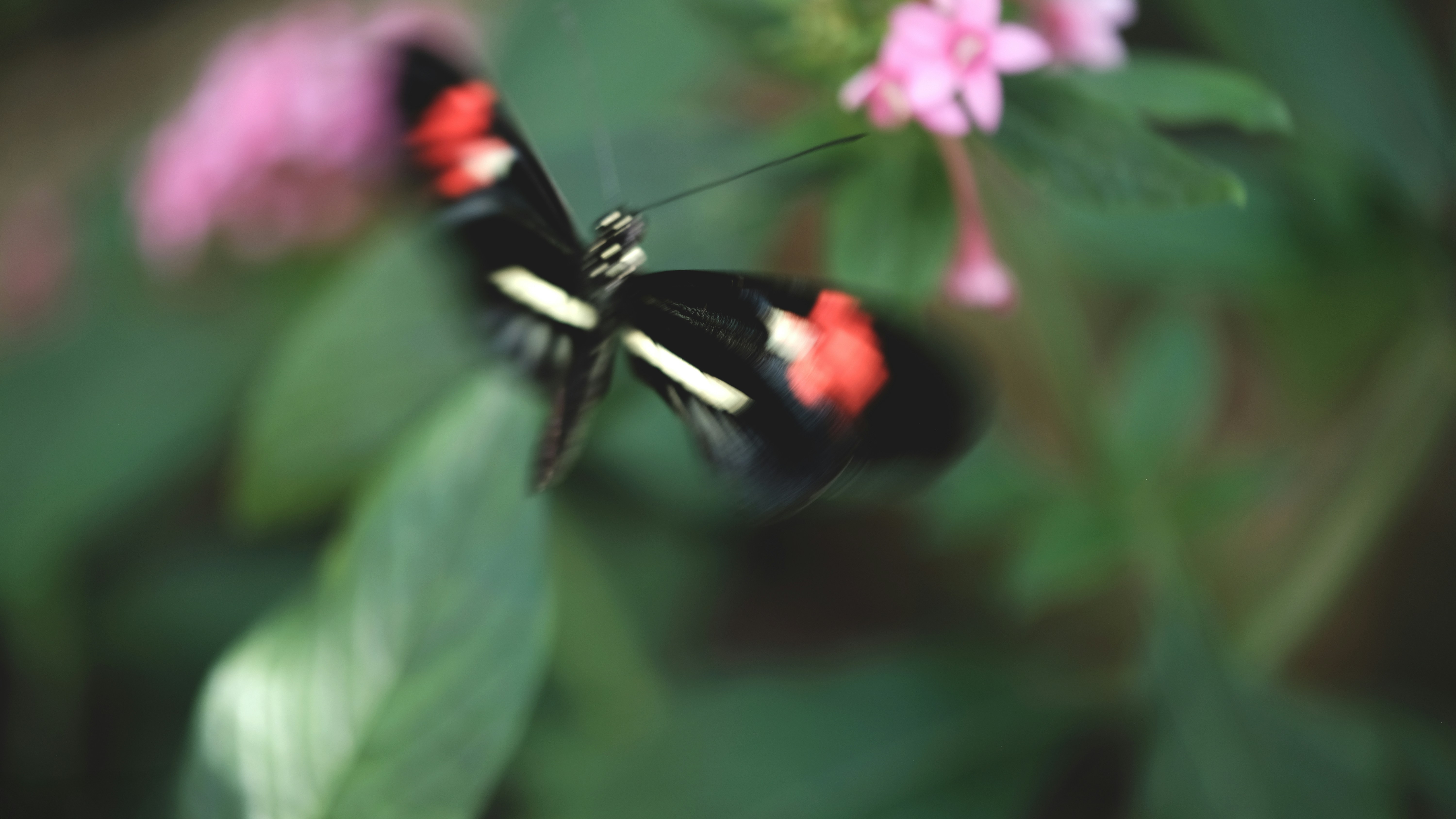 Whispers of the Garden: A Butterfly's Dance