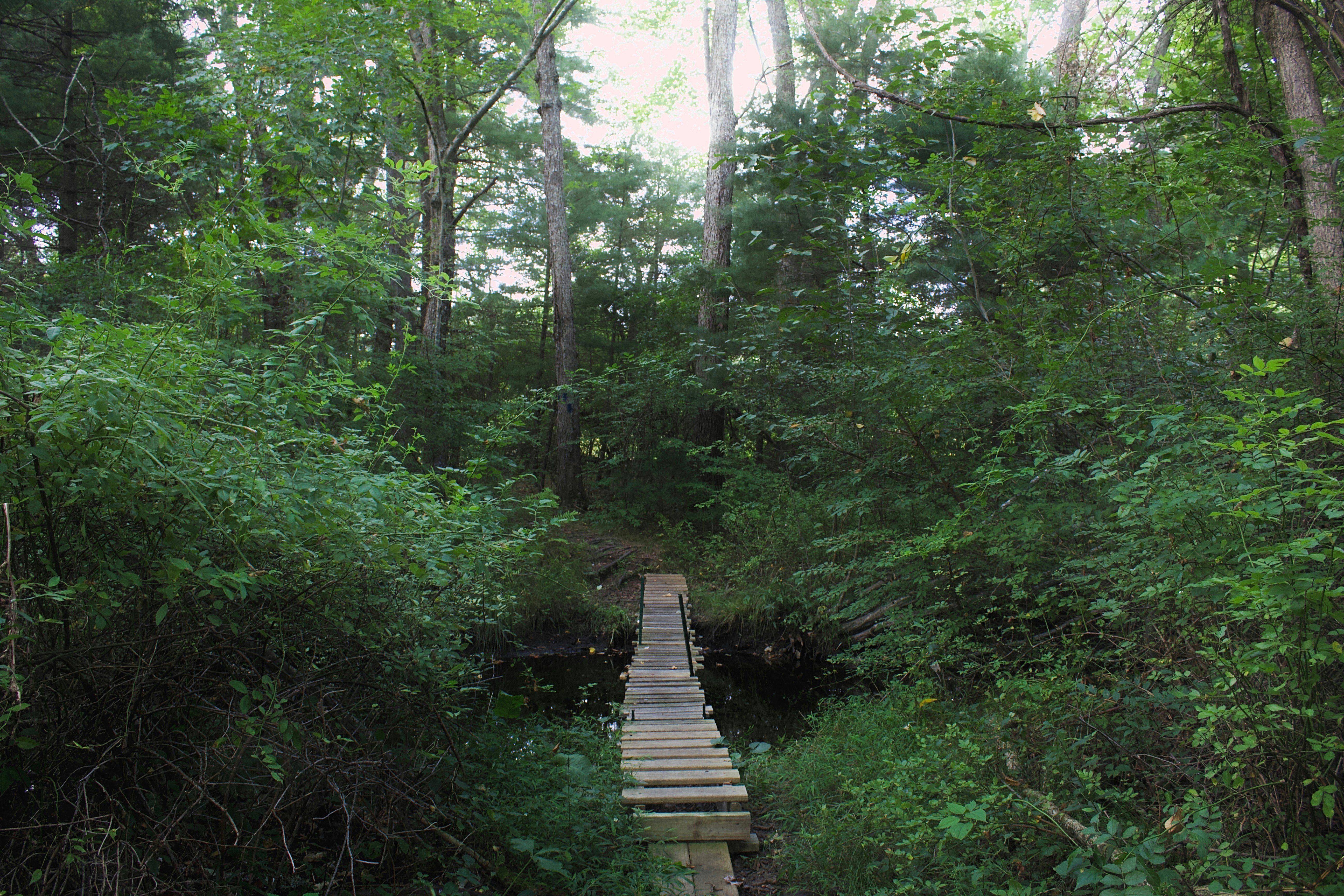 Pathway to Tranquility: A Wooden Bridge Through the Wilderness