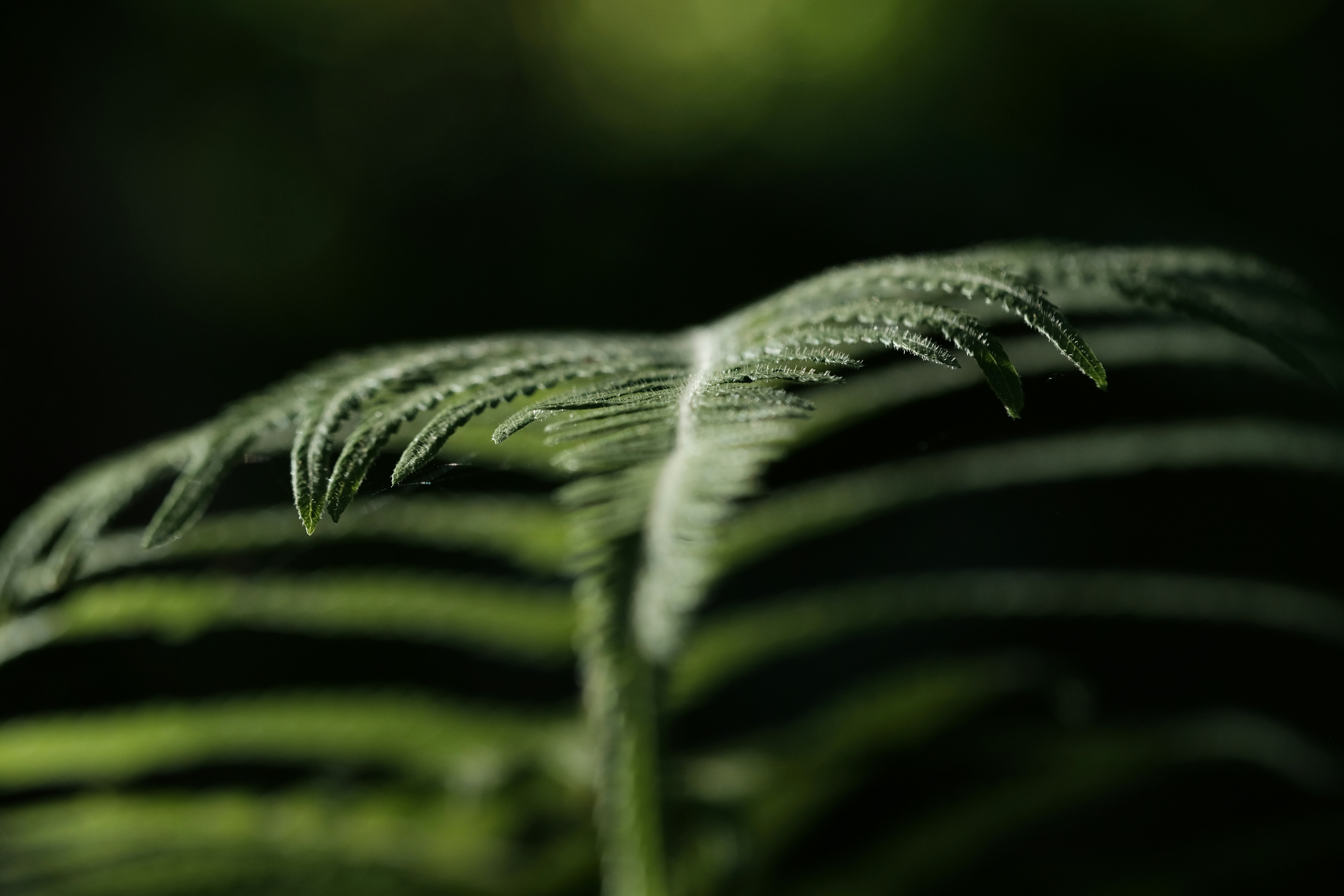 Close-up of a delicate green fern frond with water droplets, set against a blurred dark natural background. | Close-up of a unfurling fern frond in soft light.