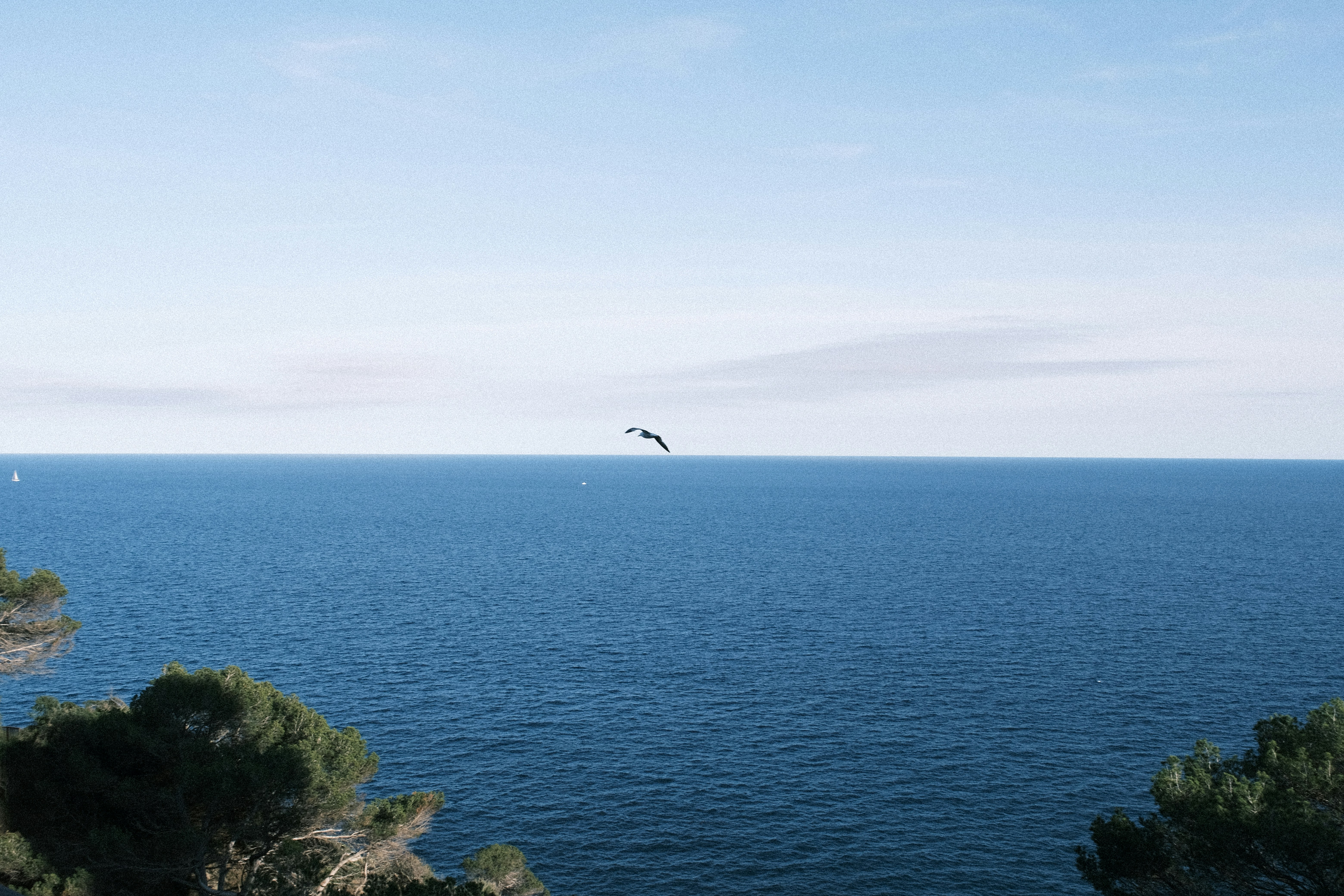A bird flies over the vast blue ocean