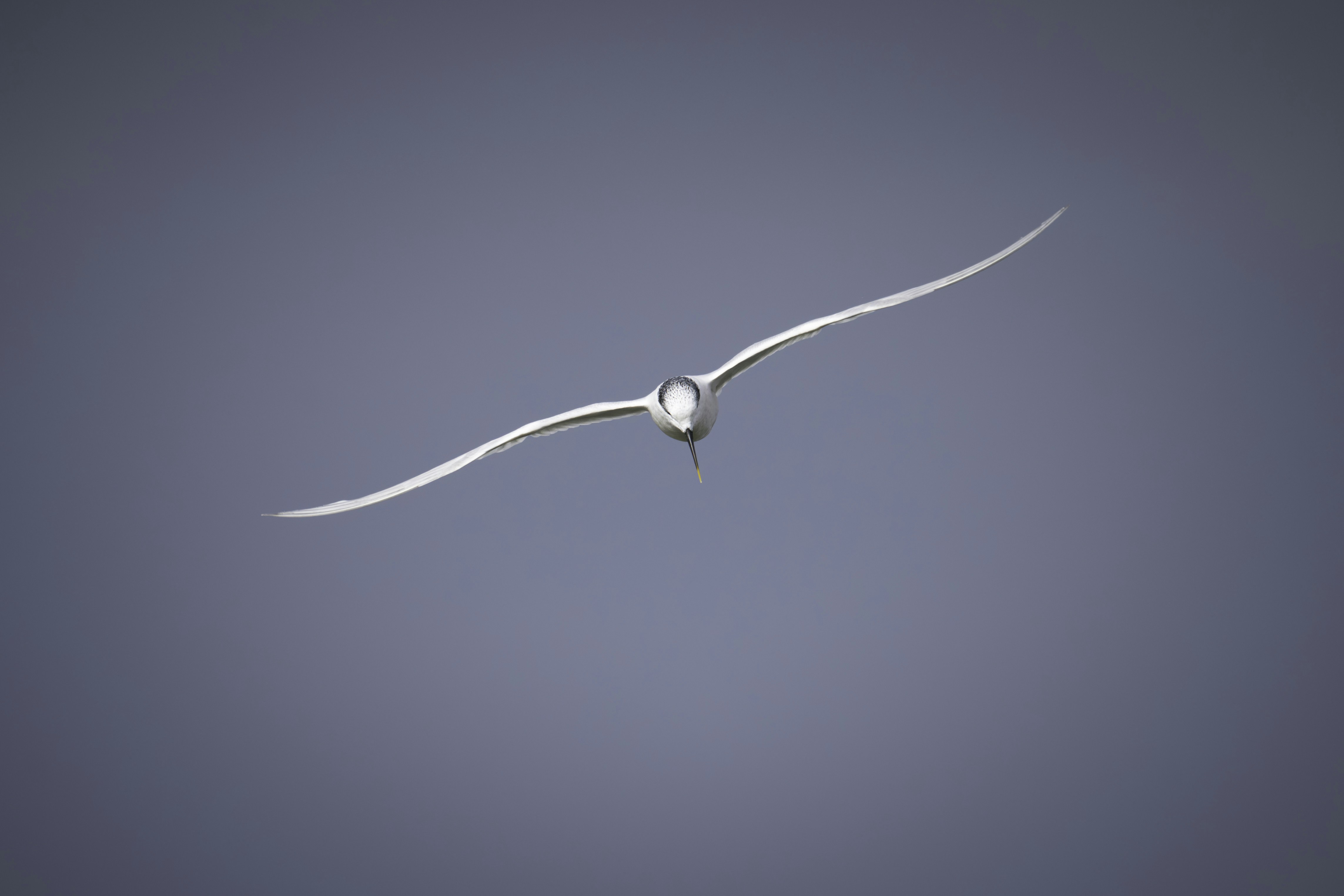 Soaring Elegance: The Dance of Wings
