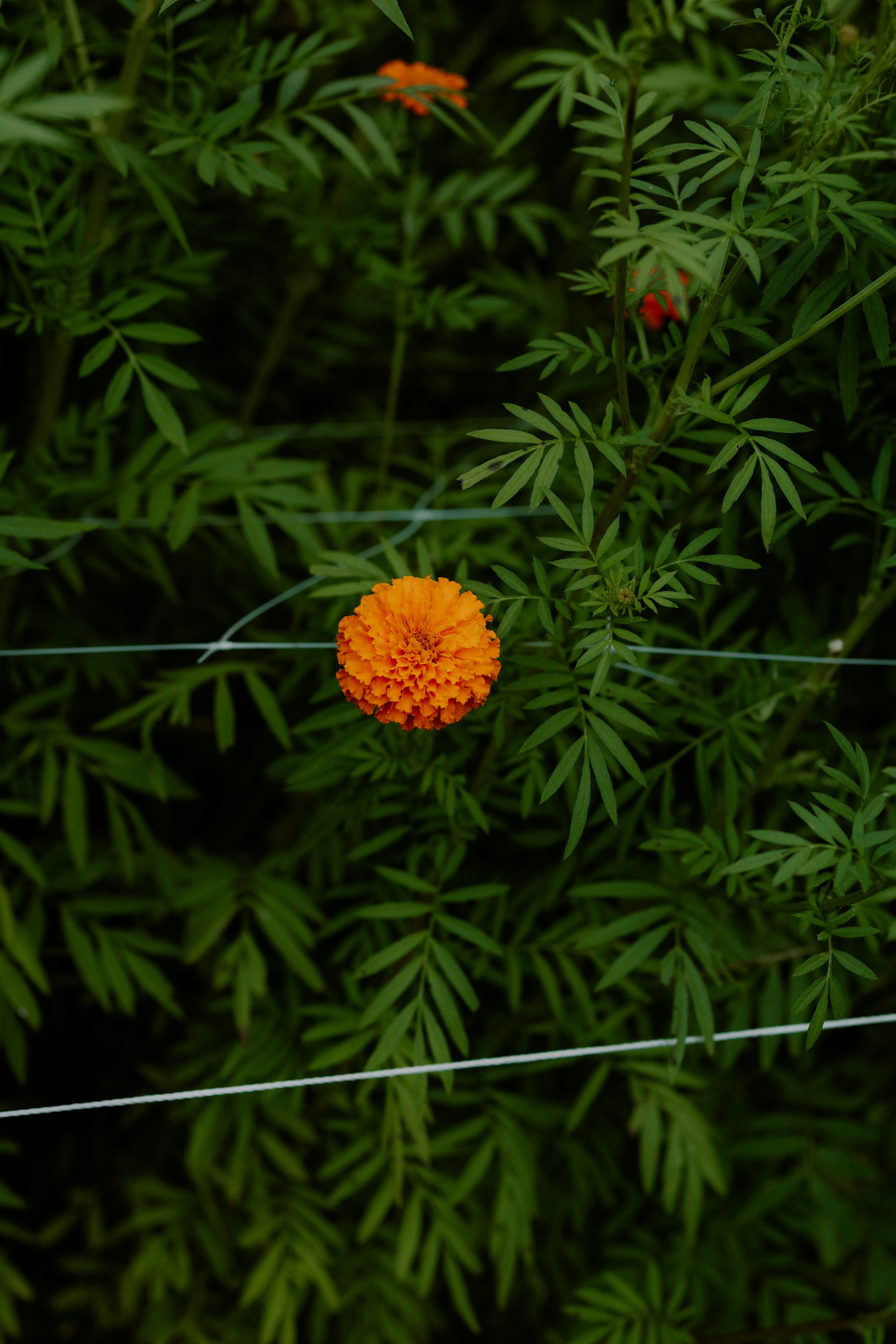 A single orange marigold flower blooms amidst green foliage.