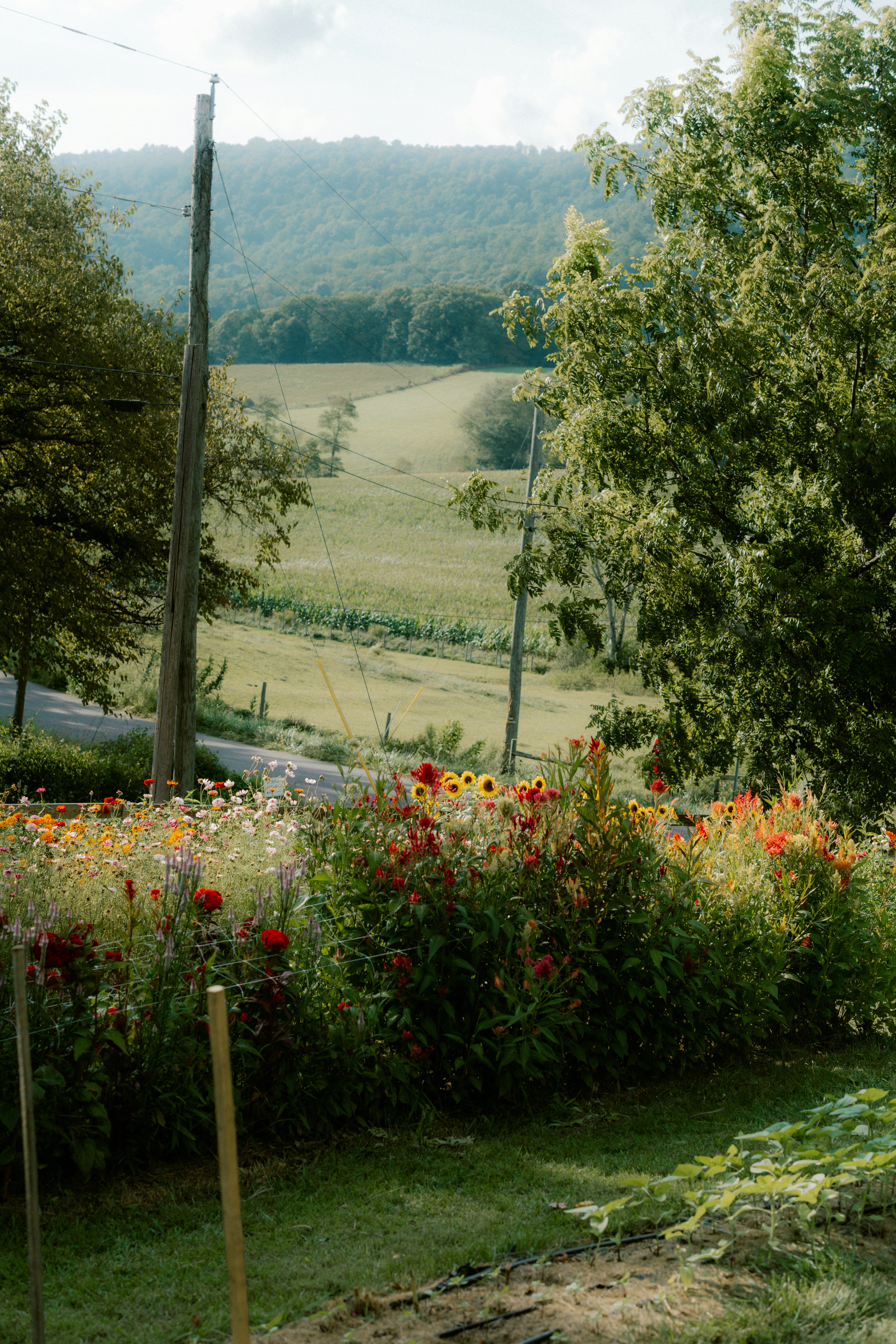 Vibrant flower garden in the foreground with rolling hills and trees in the background, capturing the essence of rural tranquility.
