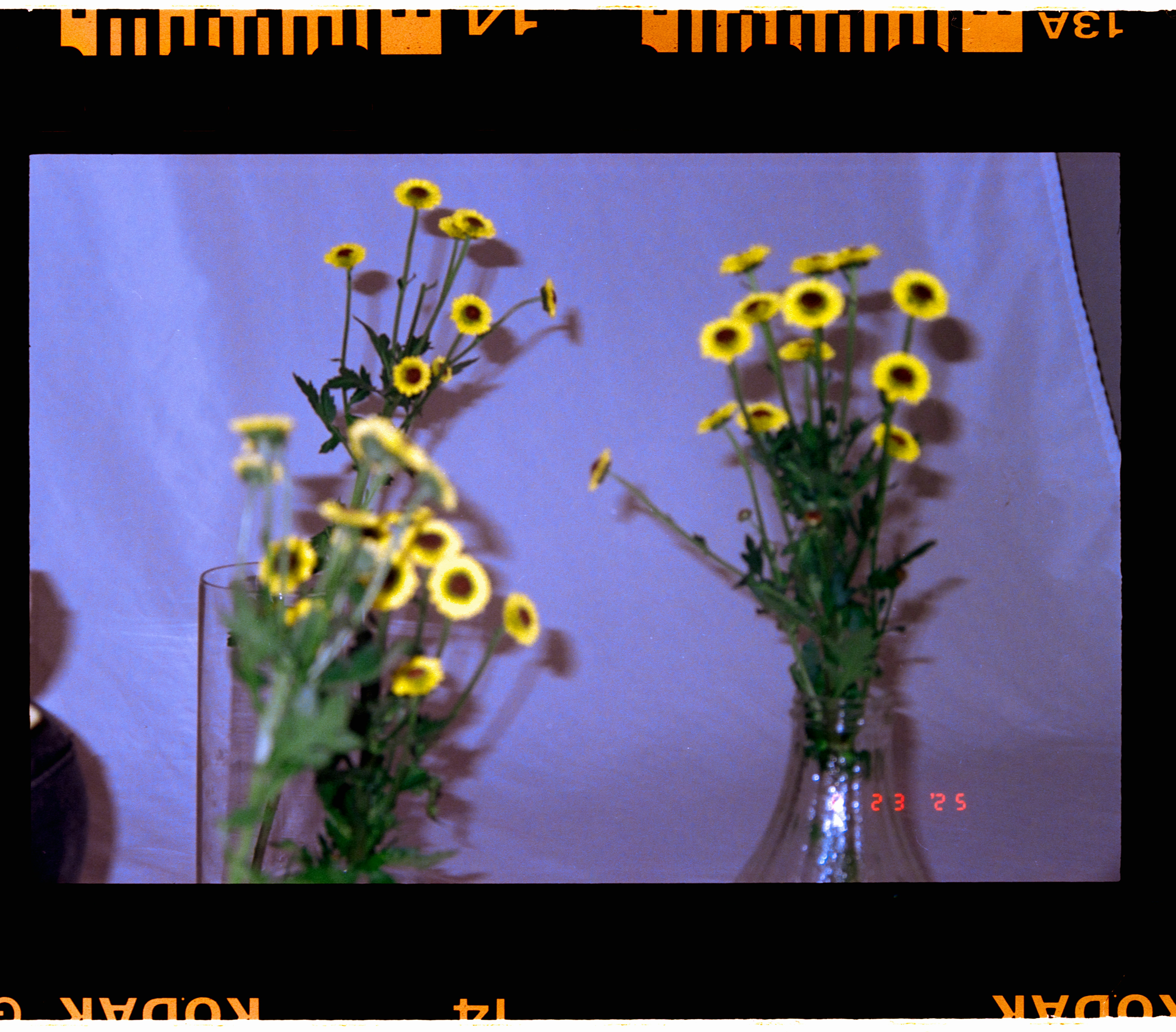 Daisies in Purple Haze: A Quiet Studio Still-Life