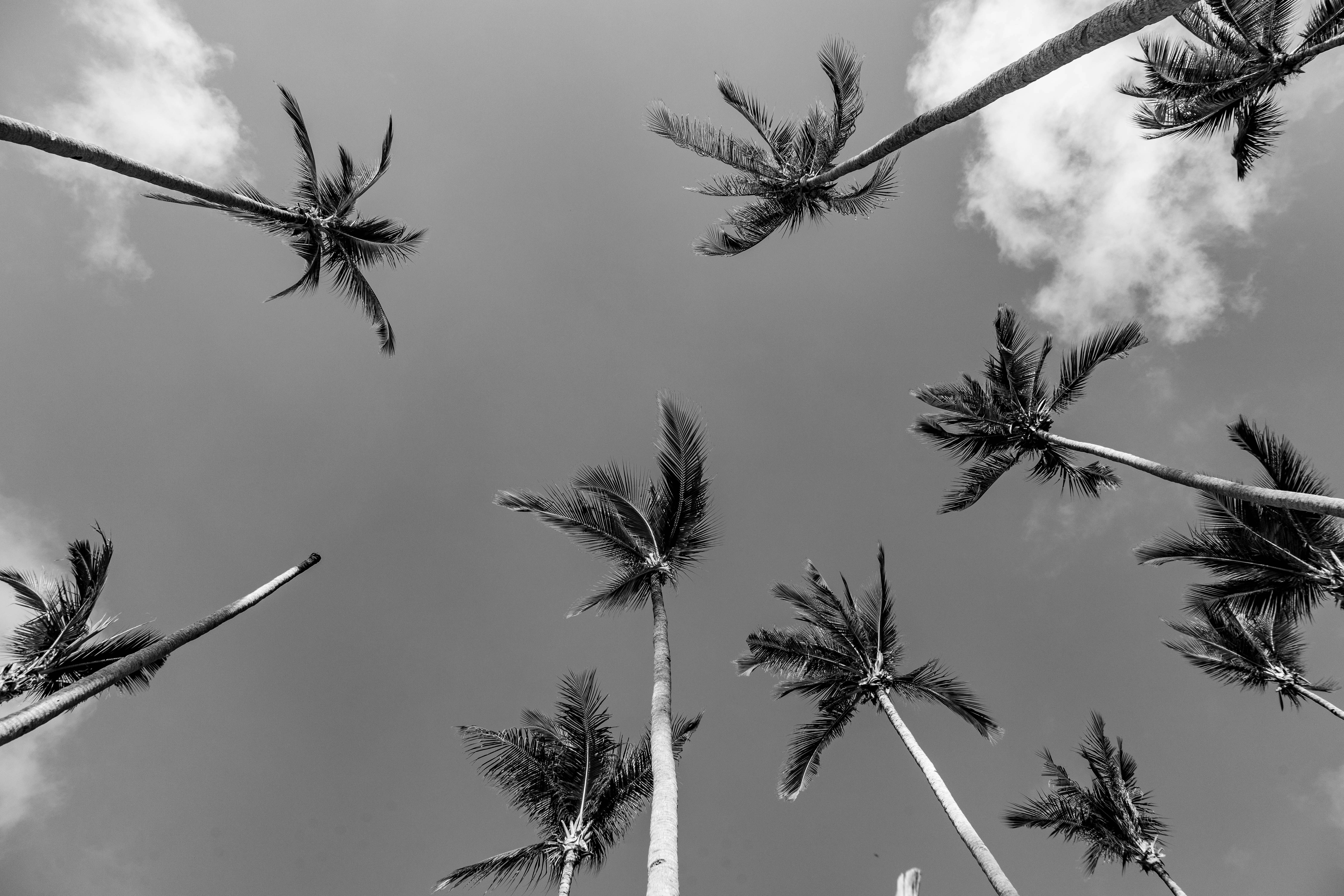 Palm Cathedral in Monochrome: Skyward from the Ground