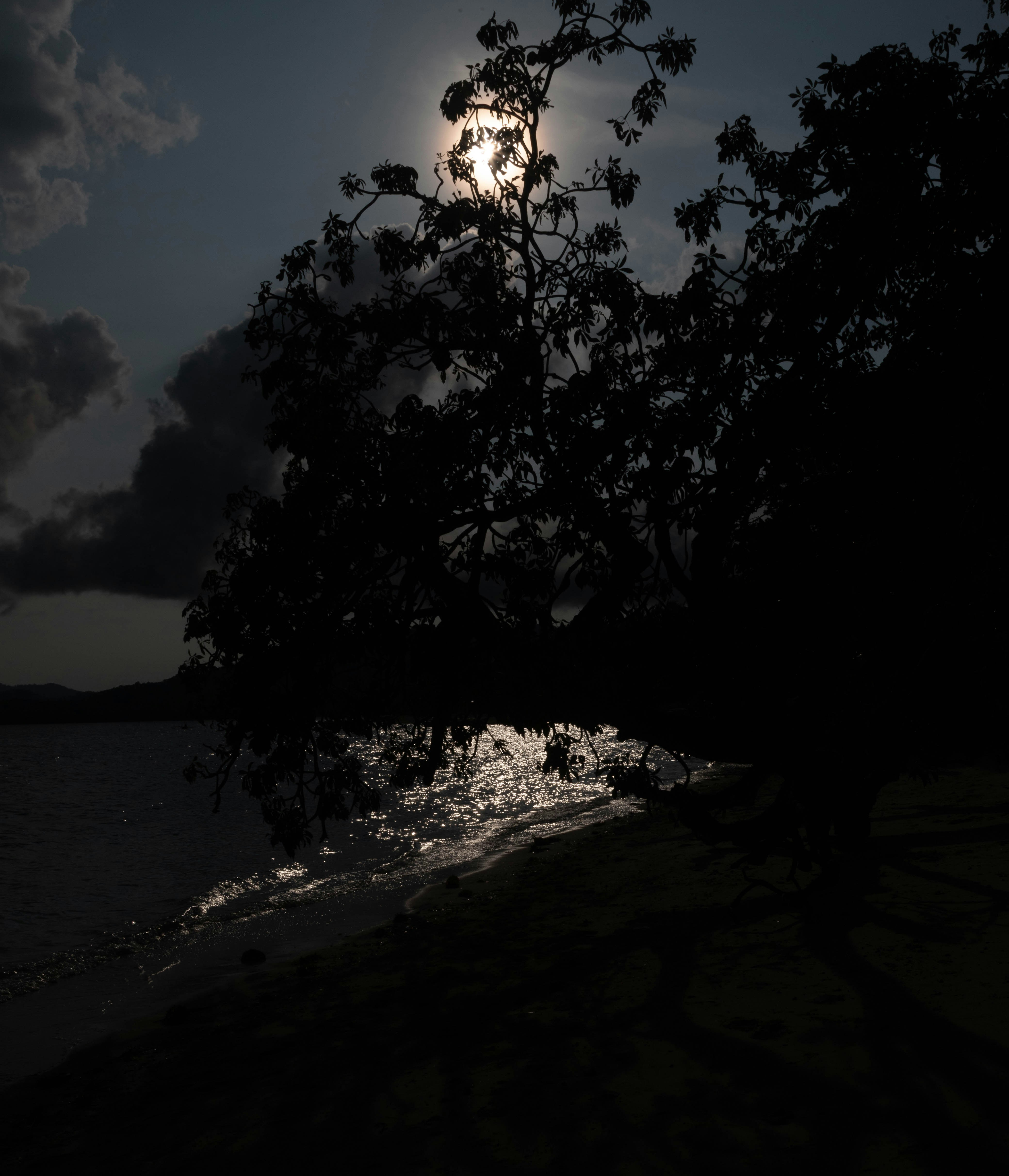 Moonlight reflects on water near silhouetted trees