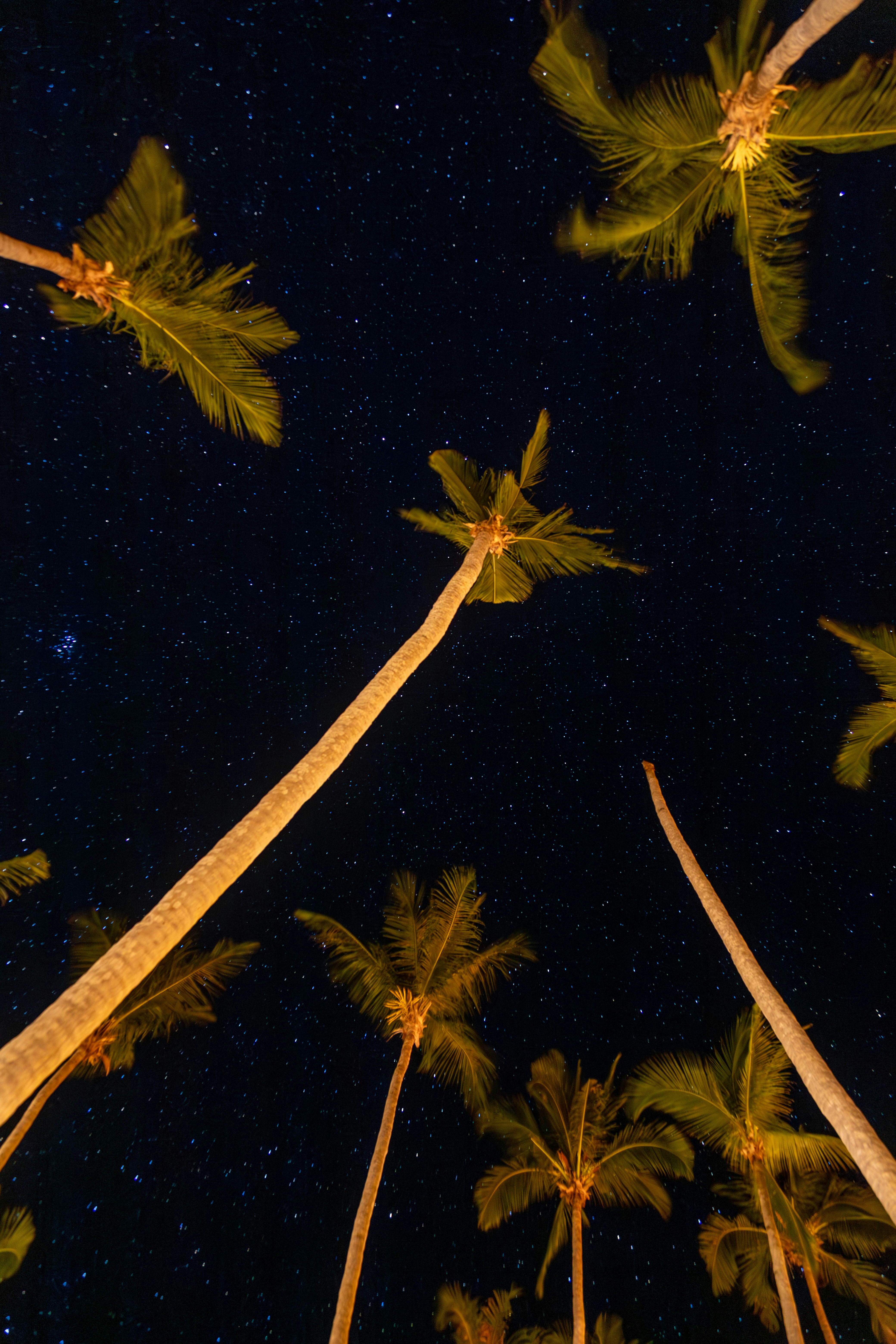 Palm trees against a starry night sky