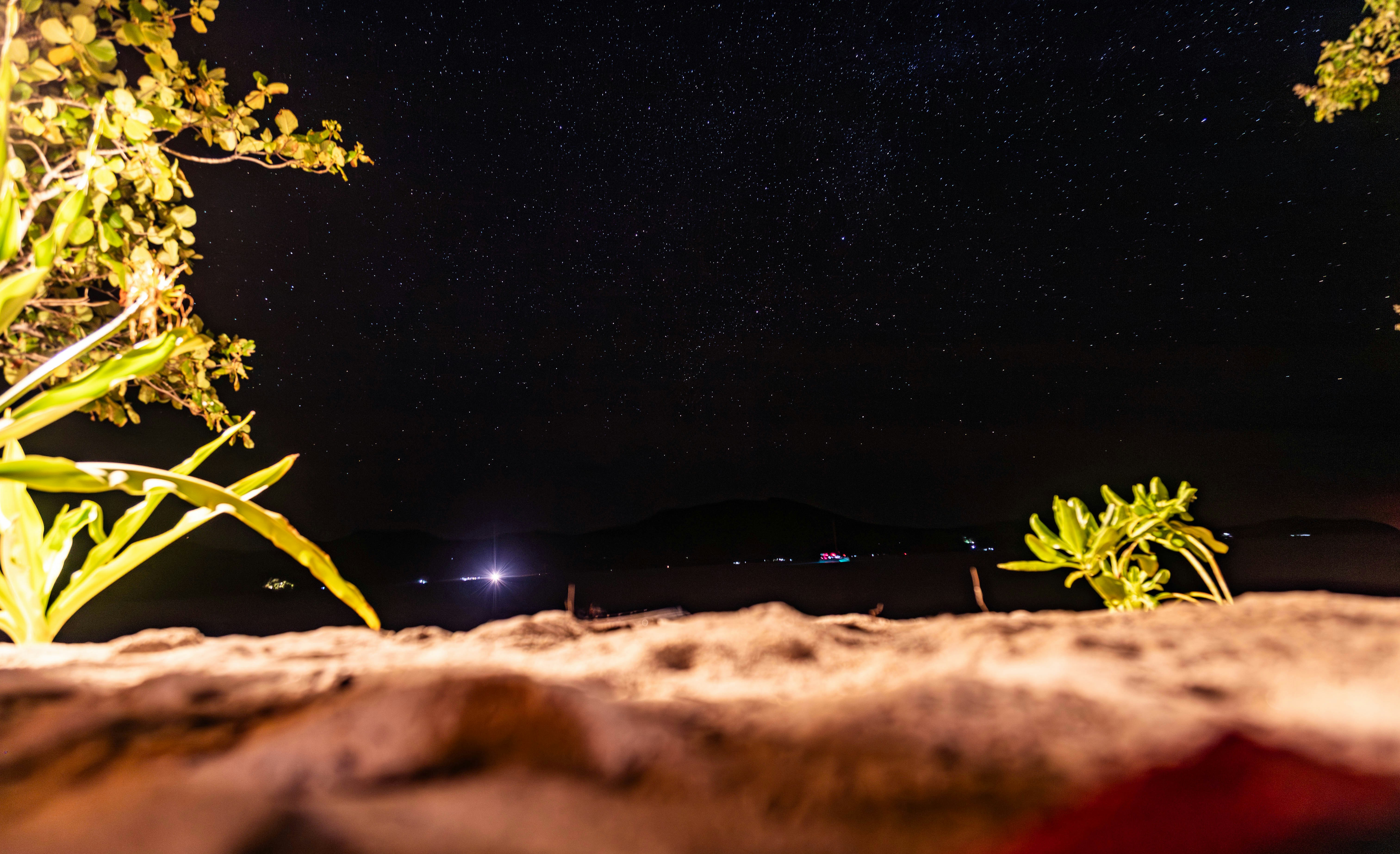 Dune Edge Under a Star Field: A Nightscape Framed by Desert Foliage
