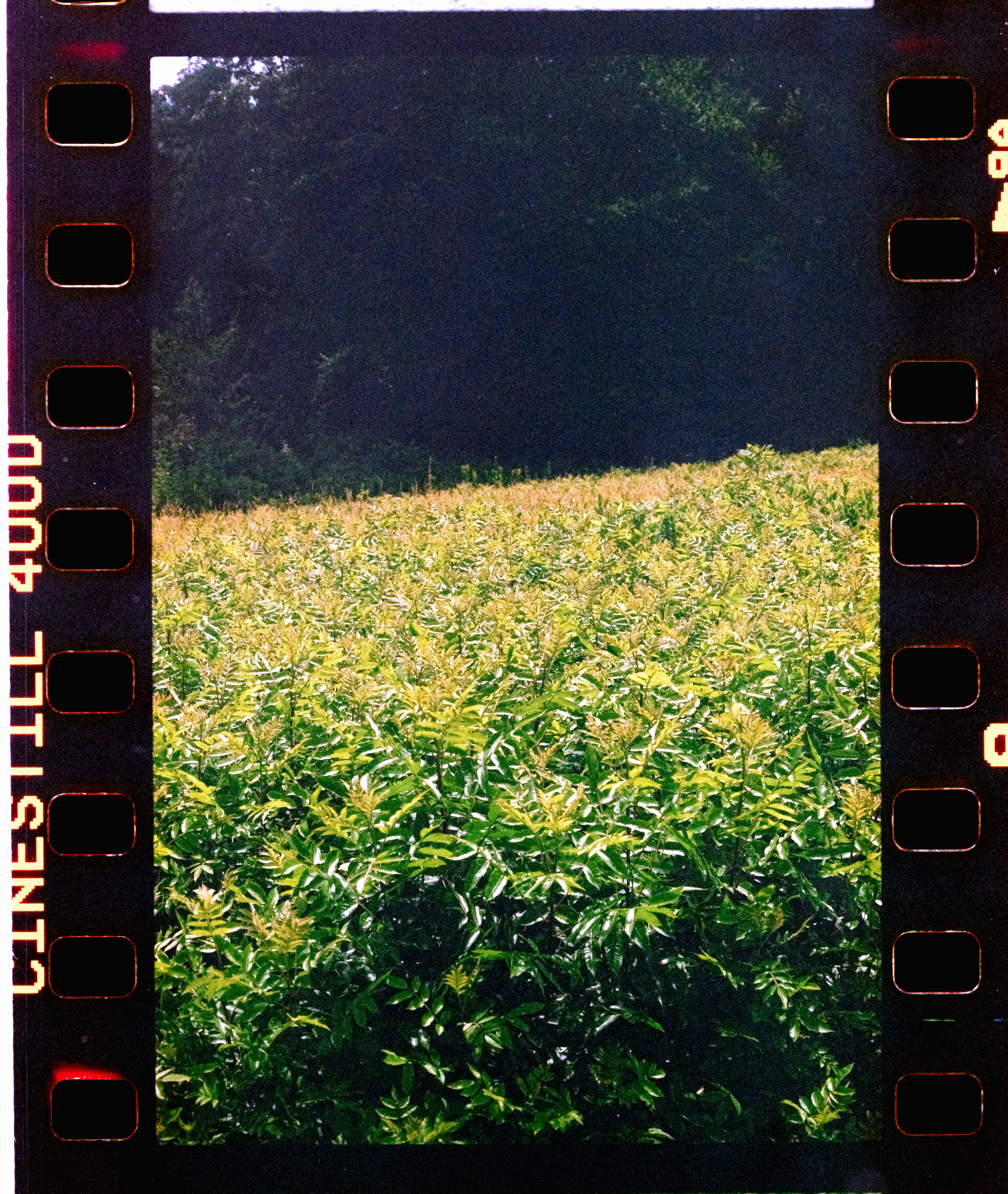Sunlit Canola Ridge Framed by a Shadowed Forest